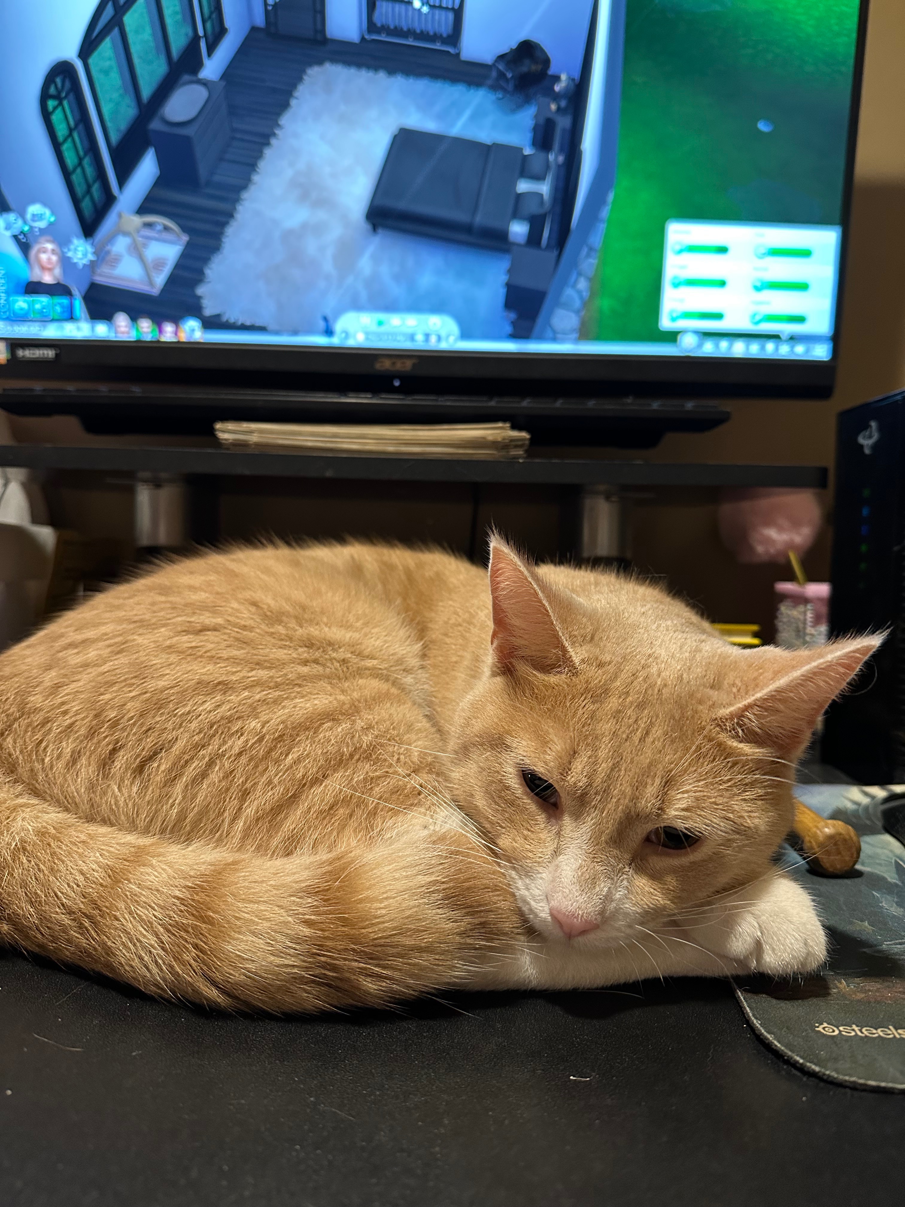 Fundraiser by Tayler Tofflemire : Please help our little Pippin