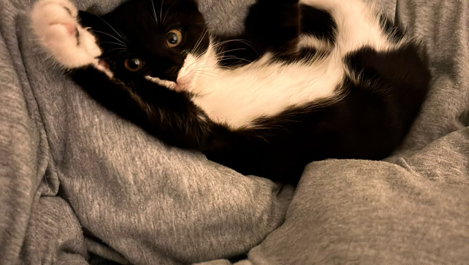 Fundraiser by Kate Nowicki : Help Dolly Pickleton! A stray kitten ...
