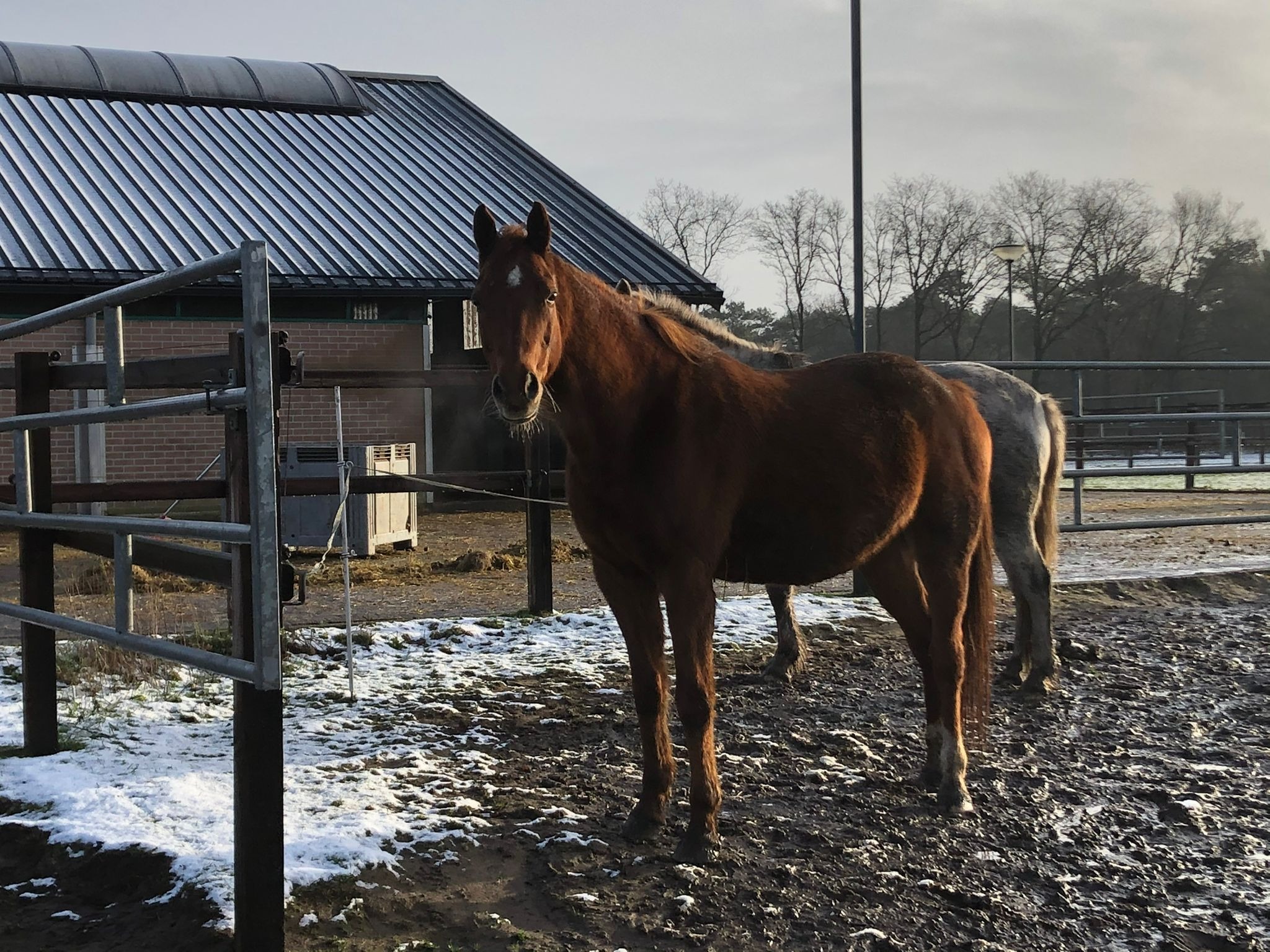 Fundraiser by Lizanne Koolen : Help mijn vader en zijn paard Zian