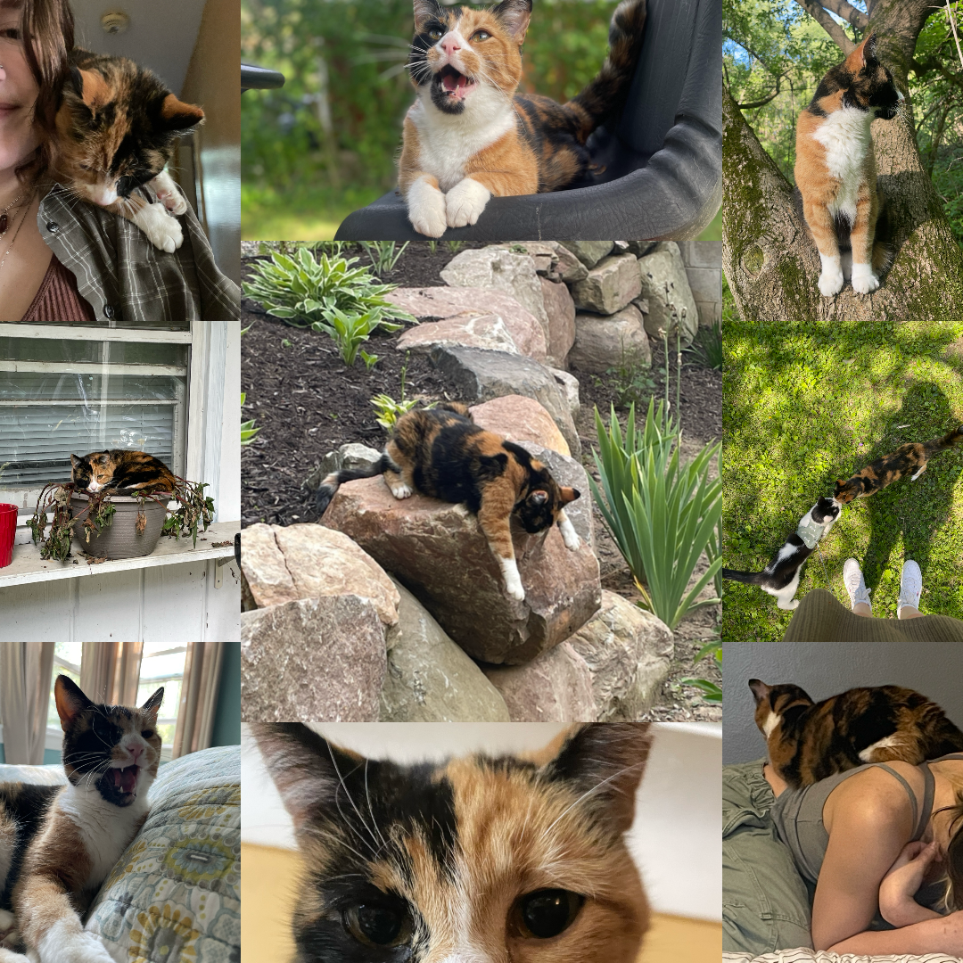 Fundraiser by Maggie Marr : Help Dinah Fight Kidney Disease