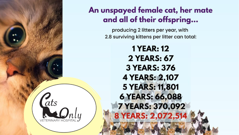 Fundraiser by Andre Wooley : Sponsor-A-Spay: Help Cats Only Vet Hospital
