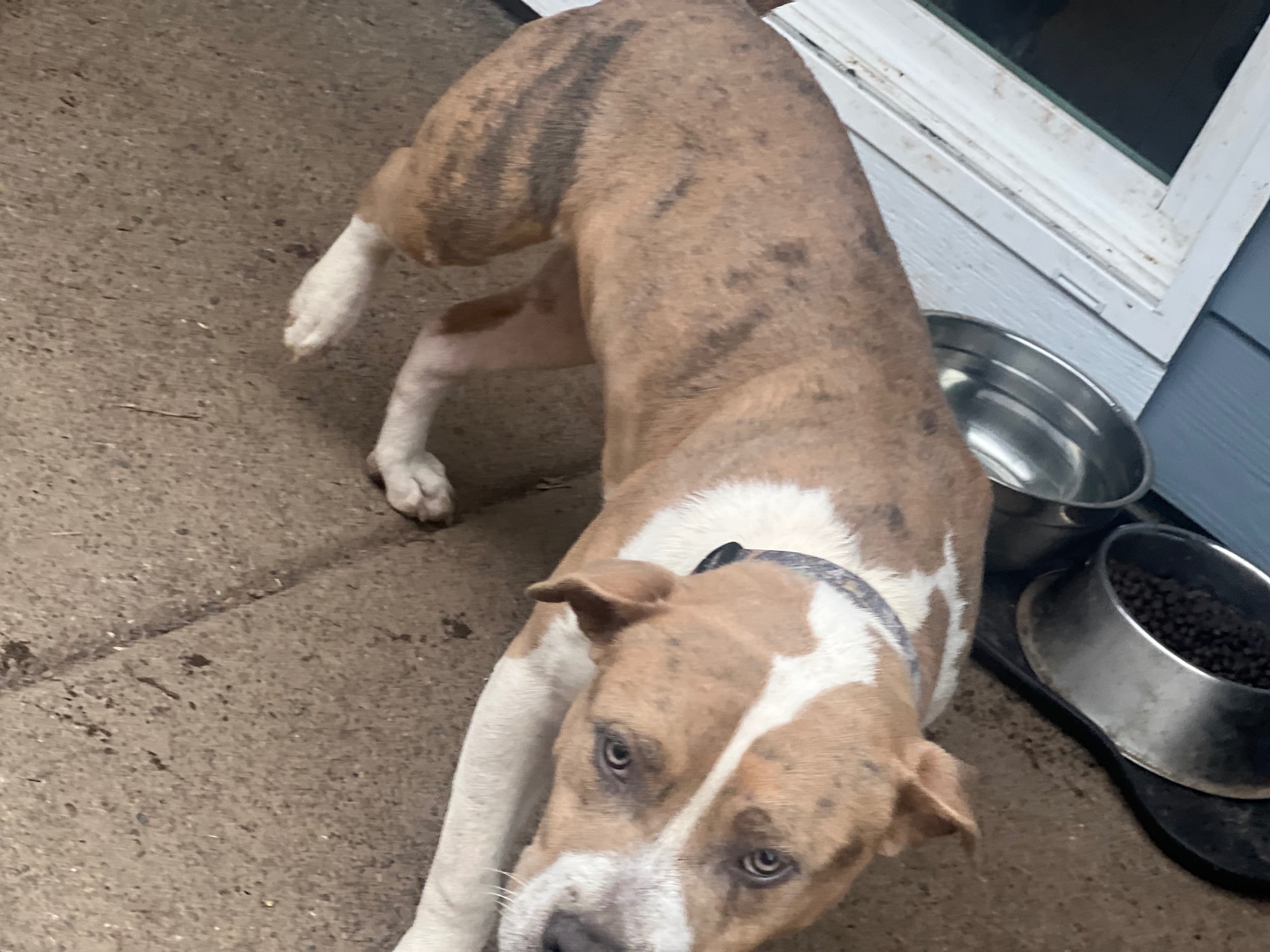 Fundraiser by Vincent Garcia : Help Appa Overcome Hip Dysplasia