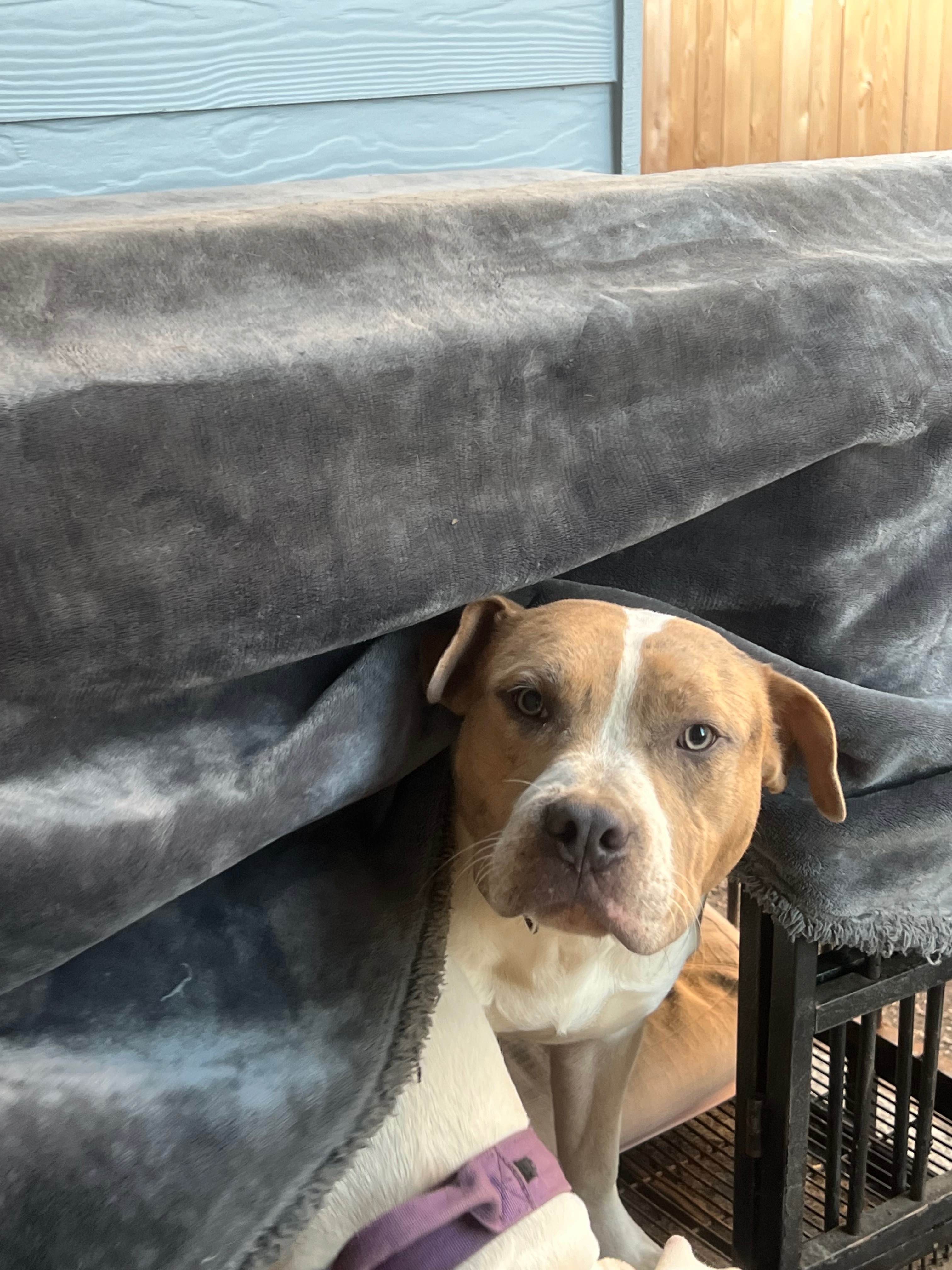 Fundraiser by Vincent Garcia : Help Appa Overcome Hip Dysplasia