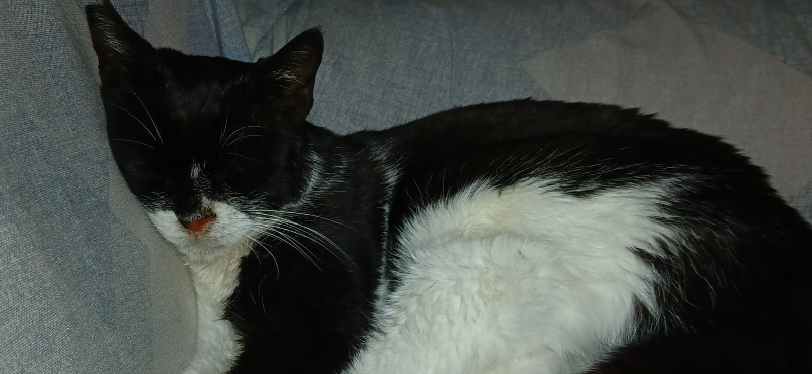 Fundraiser by Debora Fortunato : Dona per aiutare la dolce Melita