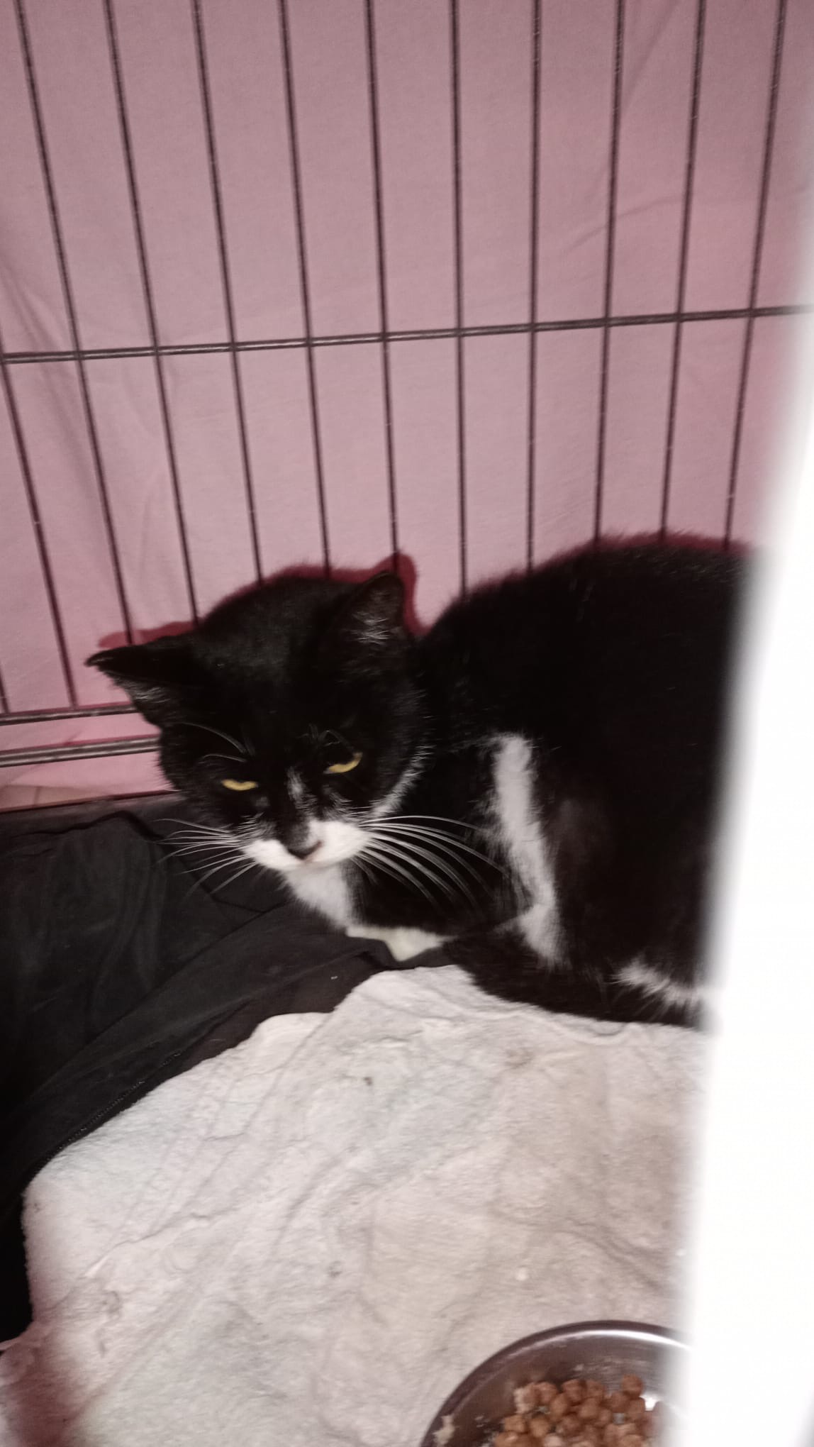 Fundraiser by Debora Fortunato : Dona per aiutare la dolce Melita