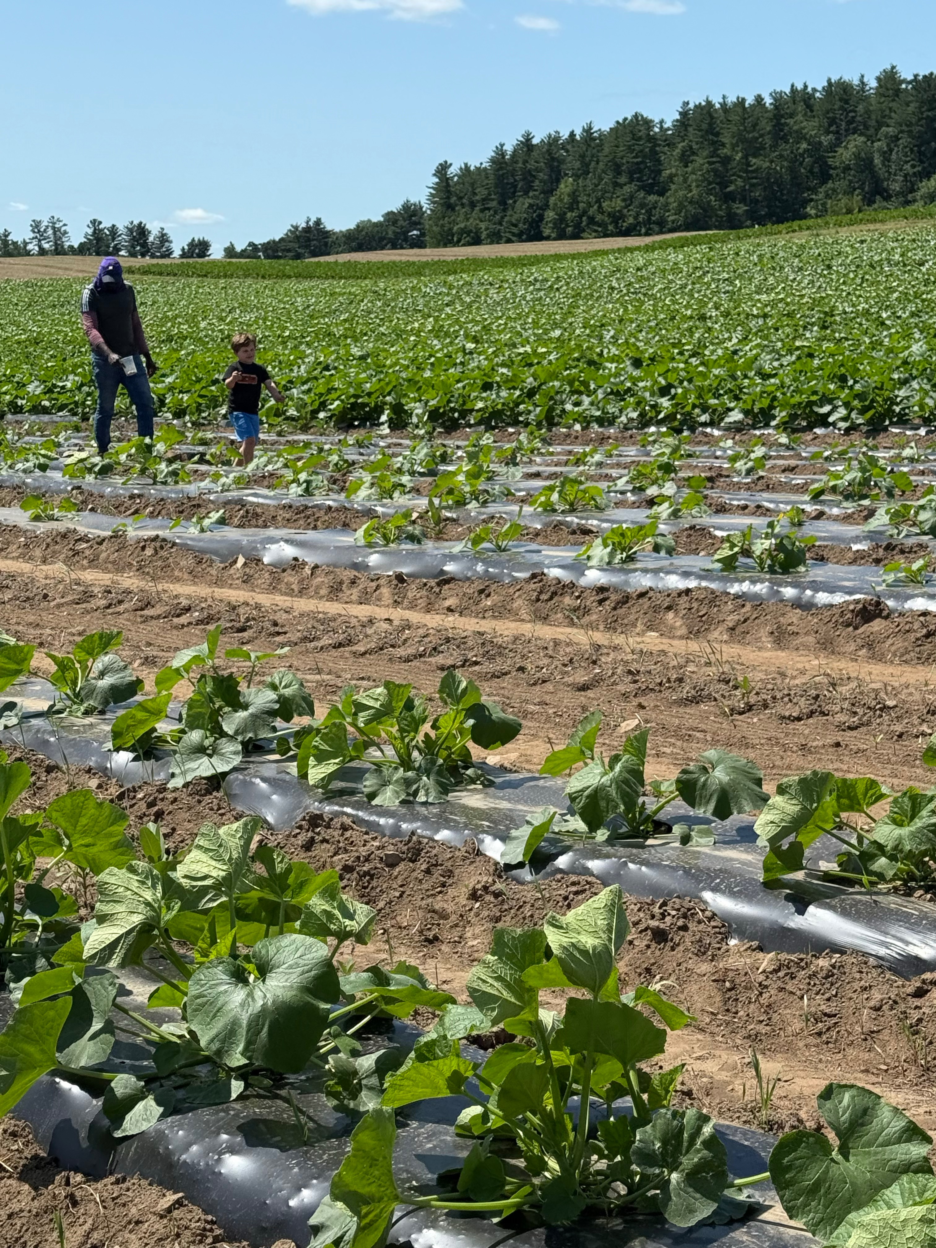 Fundraiser by Brookdale Fruit Farm : Rebuilding Hope for Our Jamaican ...