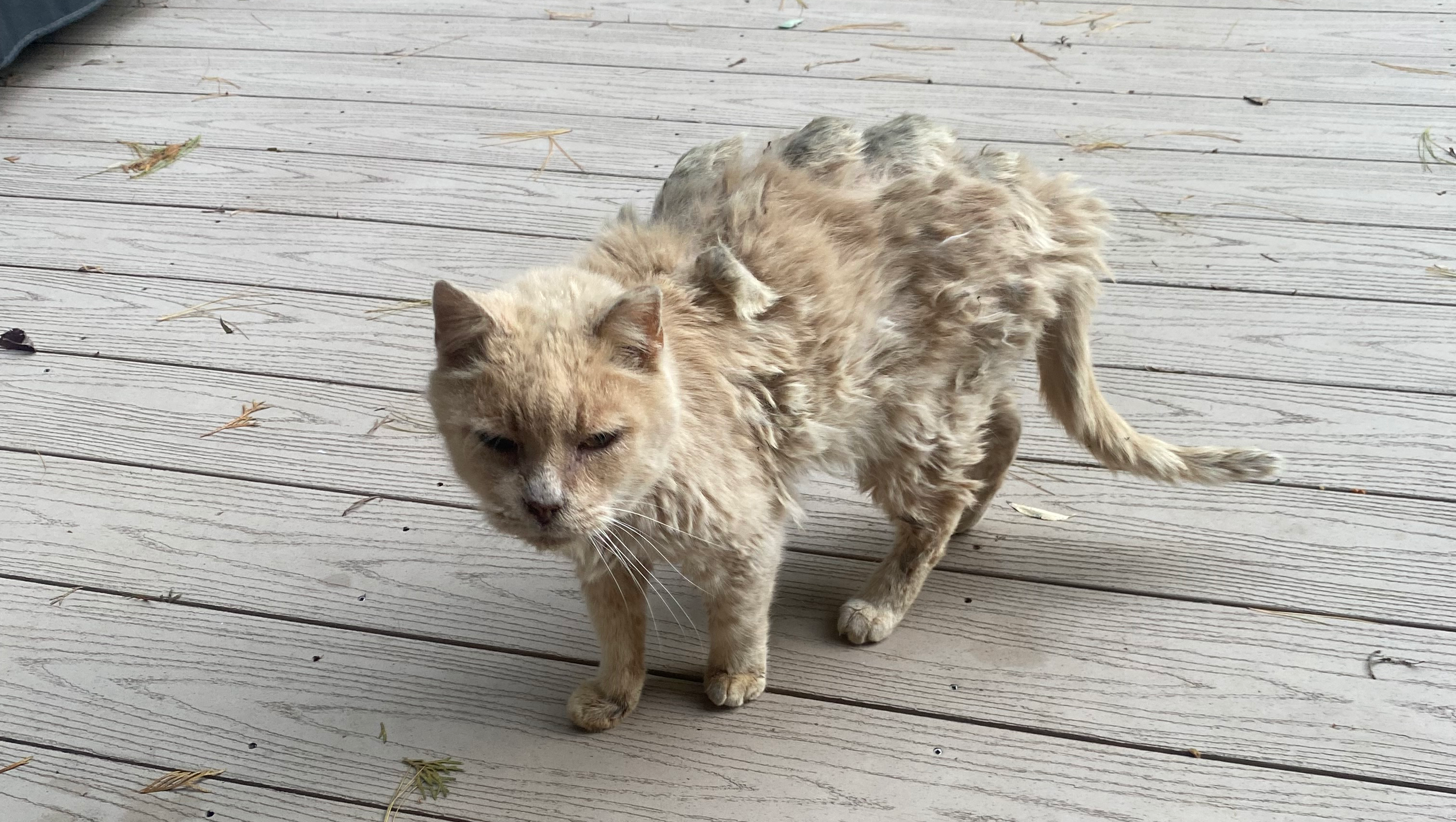 Fundraiser by Jennifer Carnes : Help Give Ruffy a Second Chance