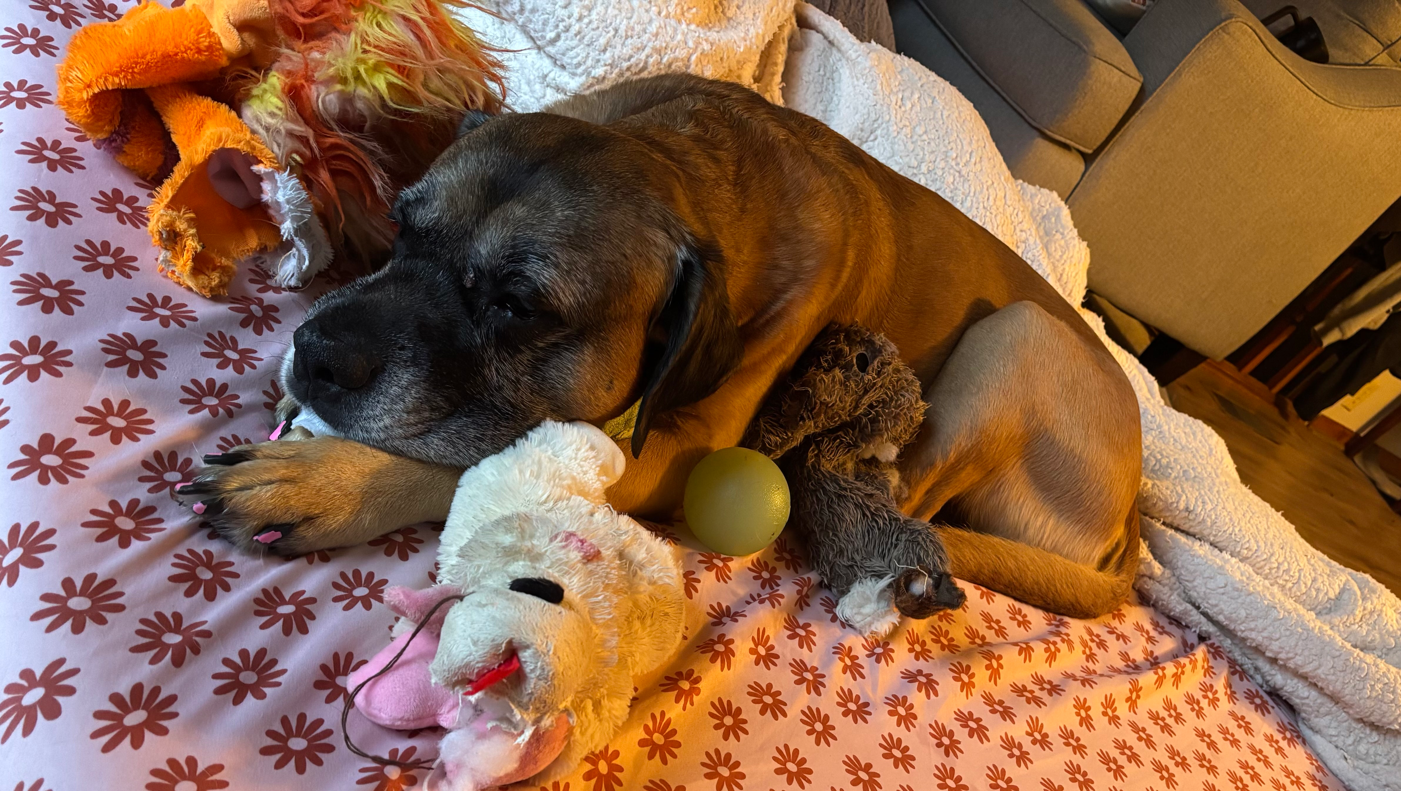 Fundraiser for Jacey Kreifels by Chelsey Lynn Rech : Support Wrigley's ...