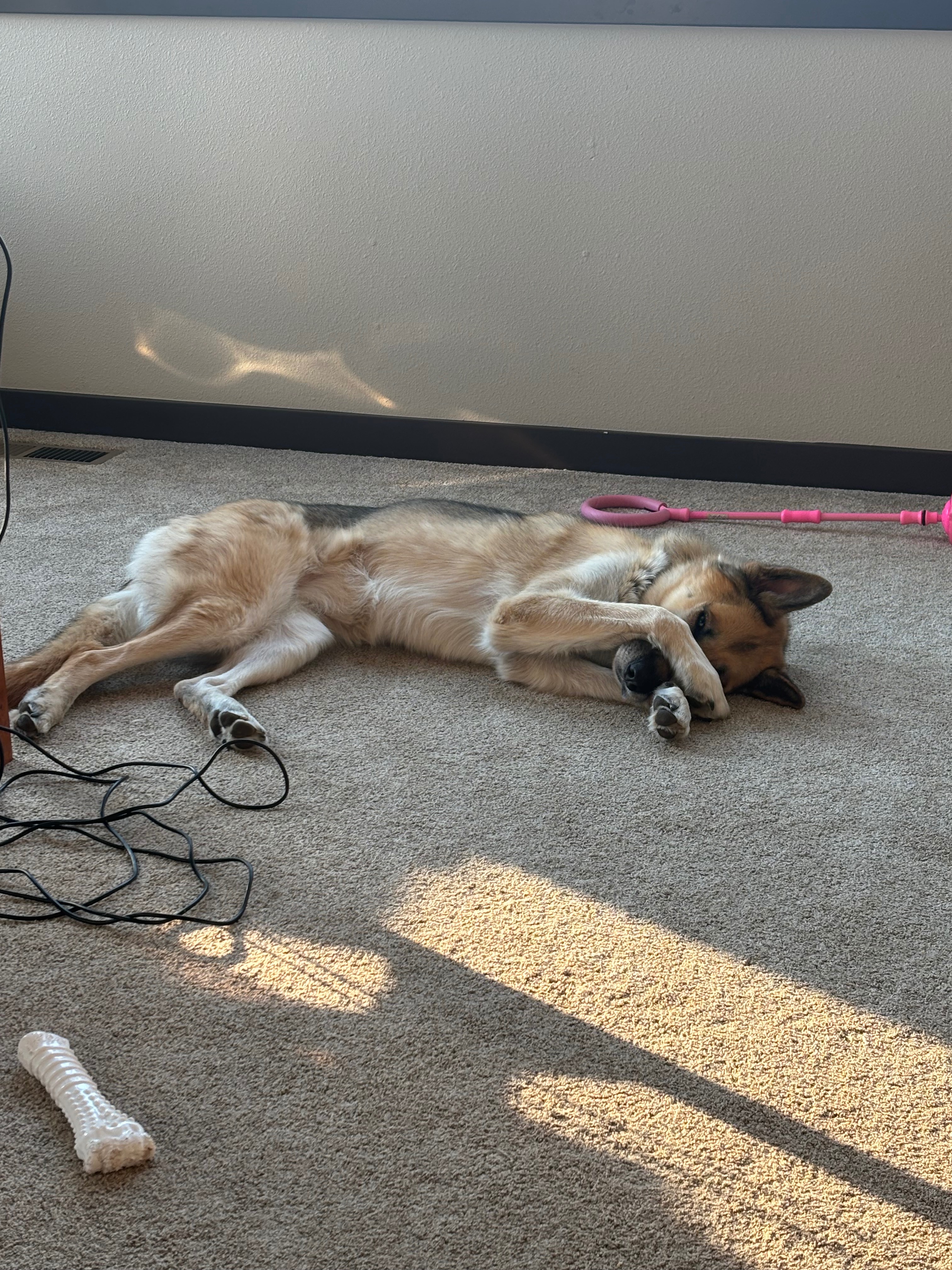 Fundraiser by Cassie Nutley : 30 Mile Dog Walk for American Cancer Society