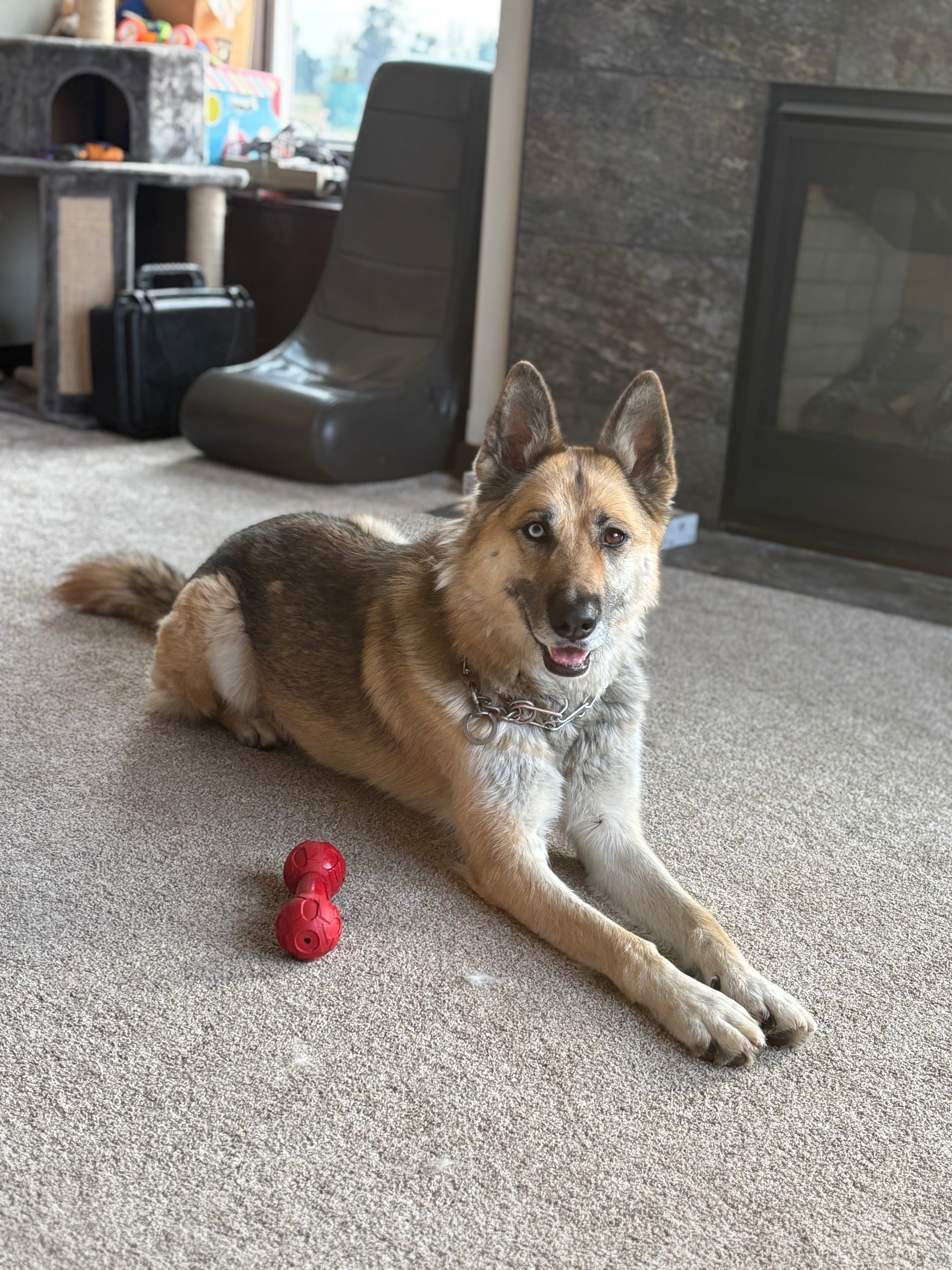 Fundraiser by Cassie Nutley : 30 Mile Dog Walk for American Cancer Society