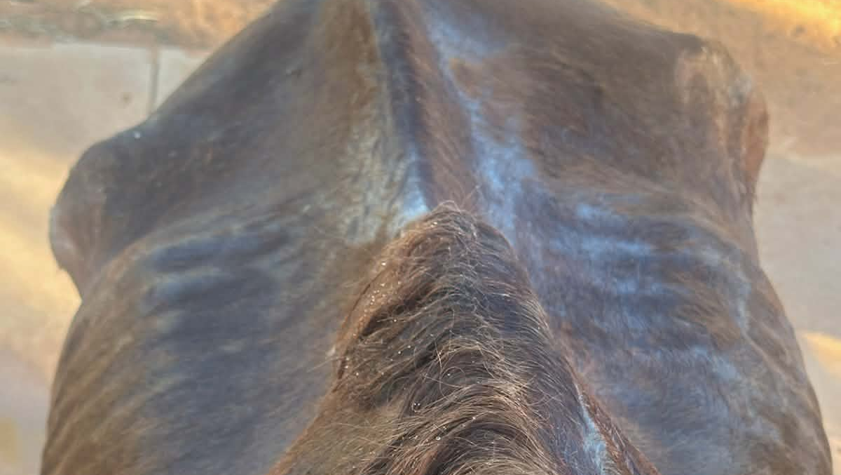 Fundraiser by Linda Jones : Another emaciated horse, please help us.