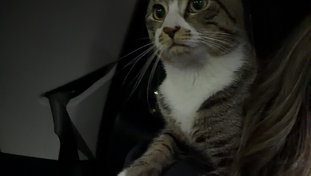 Fundraiser by Stacey May : Help Gato Get Urgent Vet Care