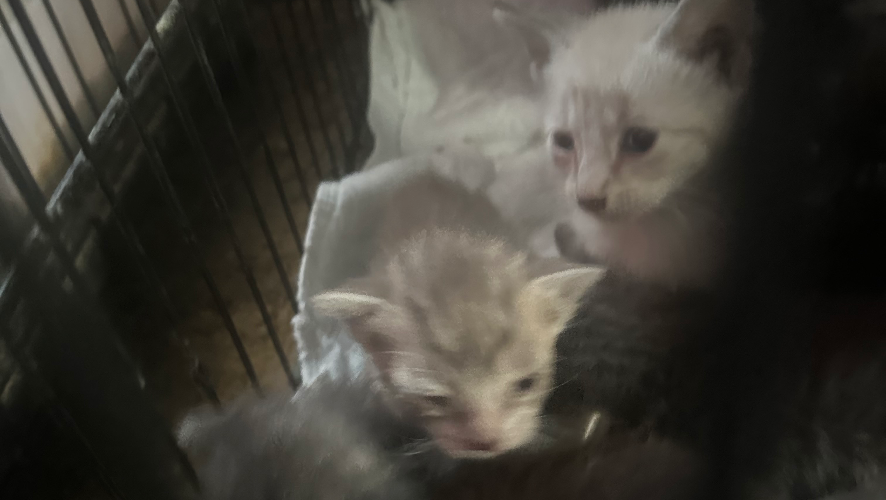 Fundraiser by Kim Rodeffer : Help Kat Colony Save 80 plus Cats in Need