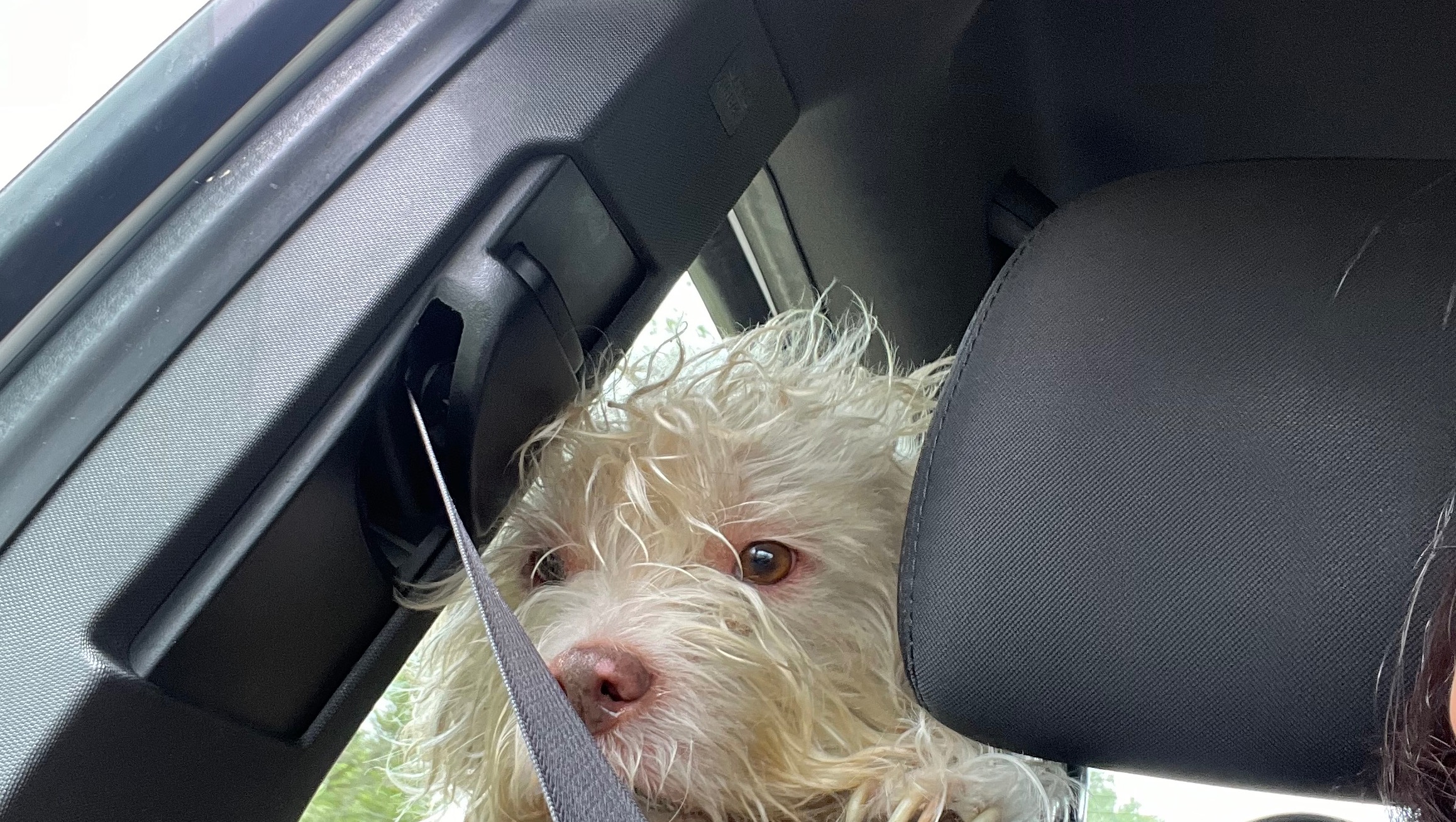 Fundraiser for Maria Chamberlain by Aylah Brown : Help Save My best ...