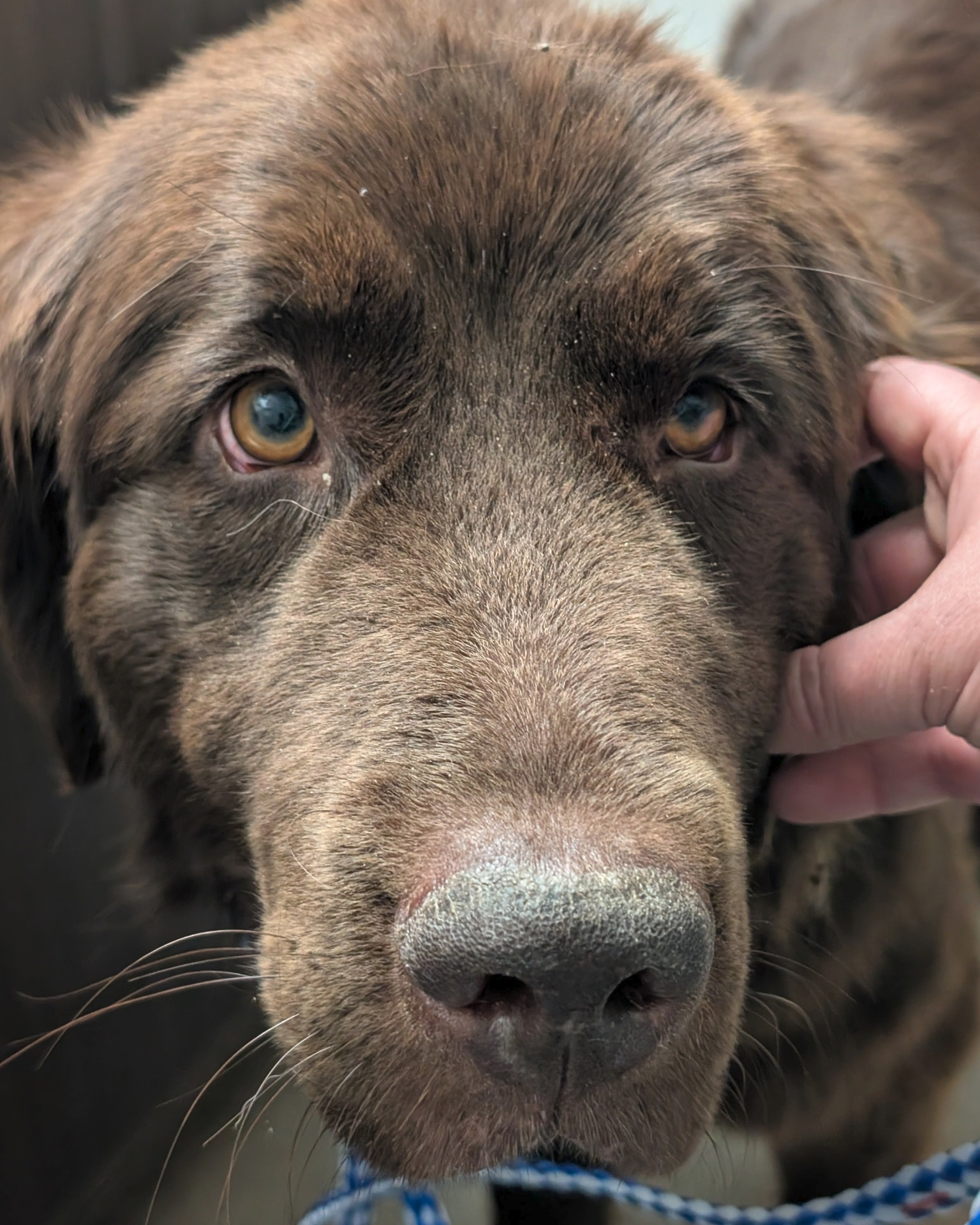 Fundraiser by Jill Nazimek : Help Windy Reed and the Kehlani Rescue ...