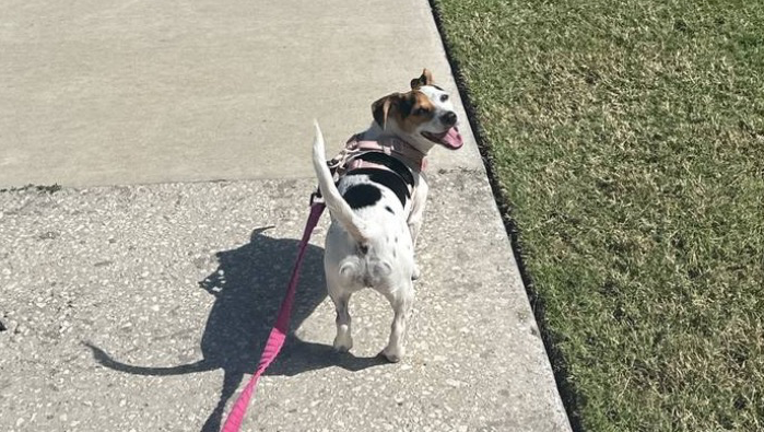 Fundraiser by Matthew Collins : Matthew and JoJo are walking to support ...