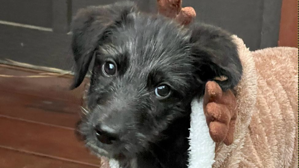 Fundraiser by Bill Bergner : Help Paladin Danse Fight Parvo
