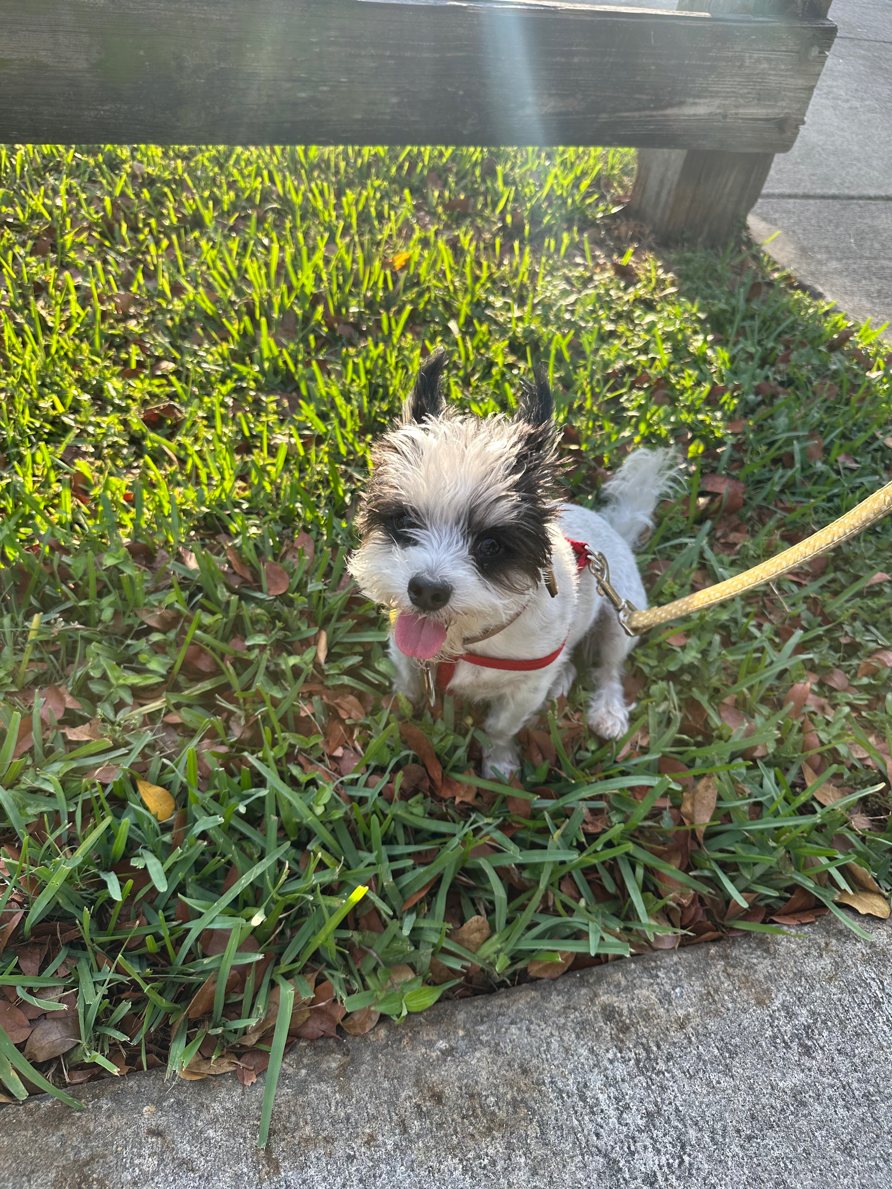 Fundraiser by Caitlyn Becerra : 30 Mile Dog Walk for American Cancer ...