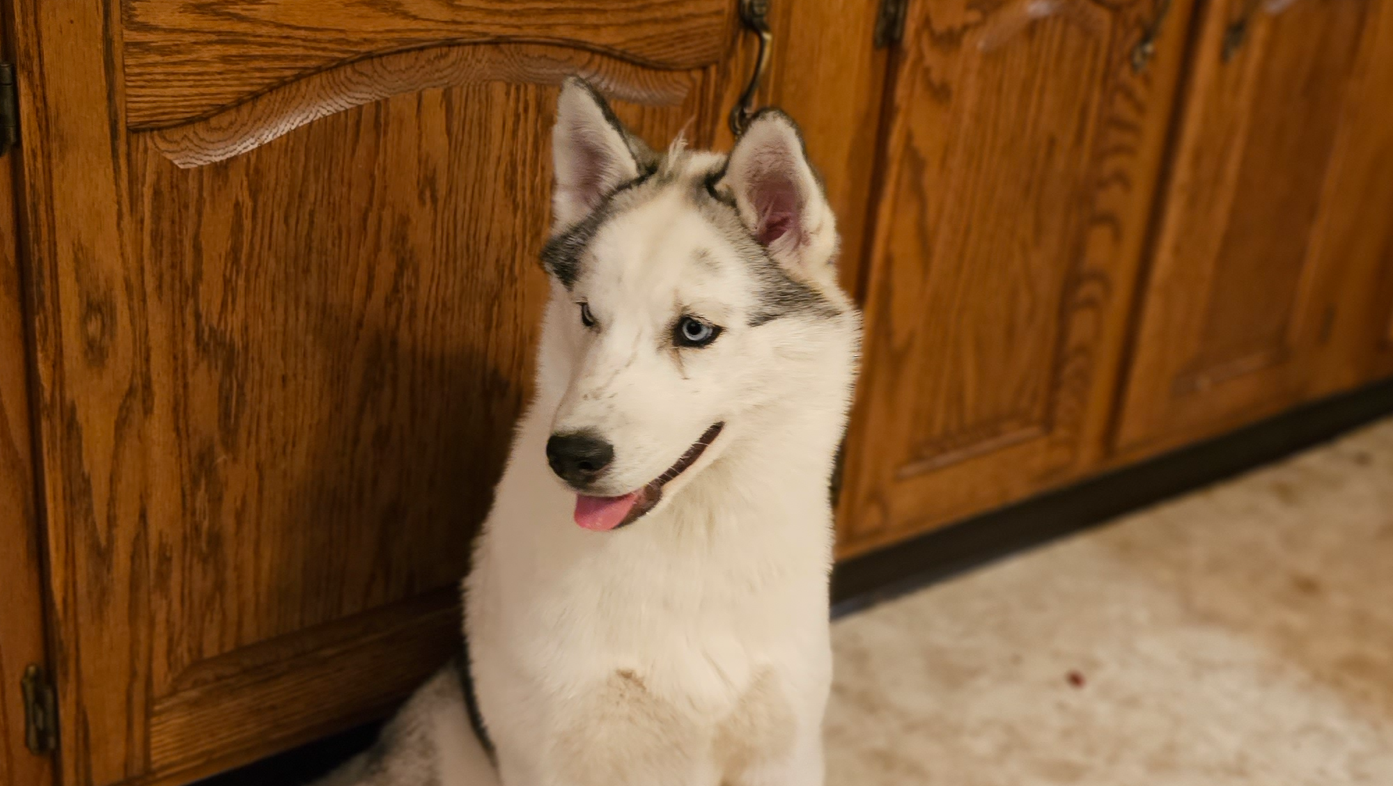 Fundraiser by Jessie Carfrey : Help Misty And Jessie Reunite With Skye ...