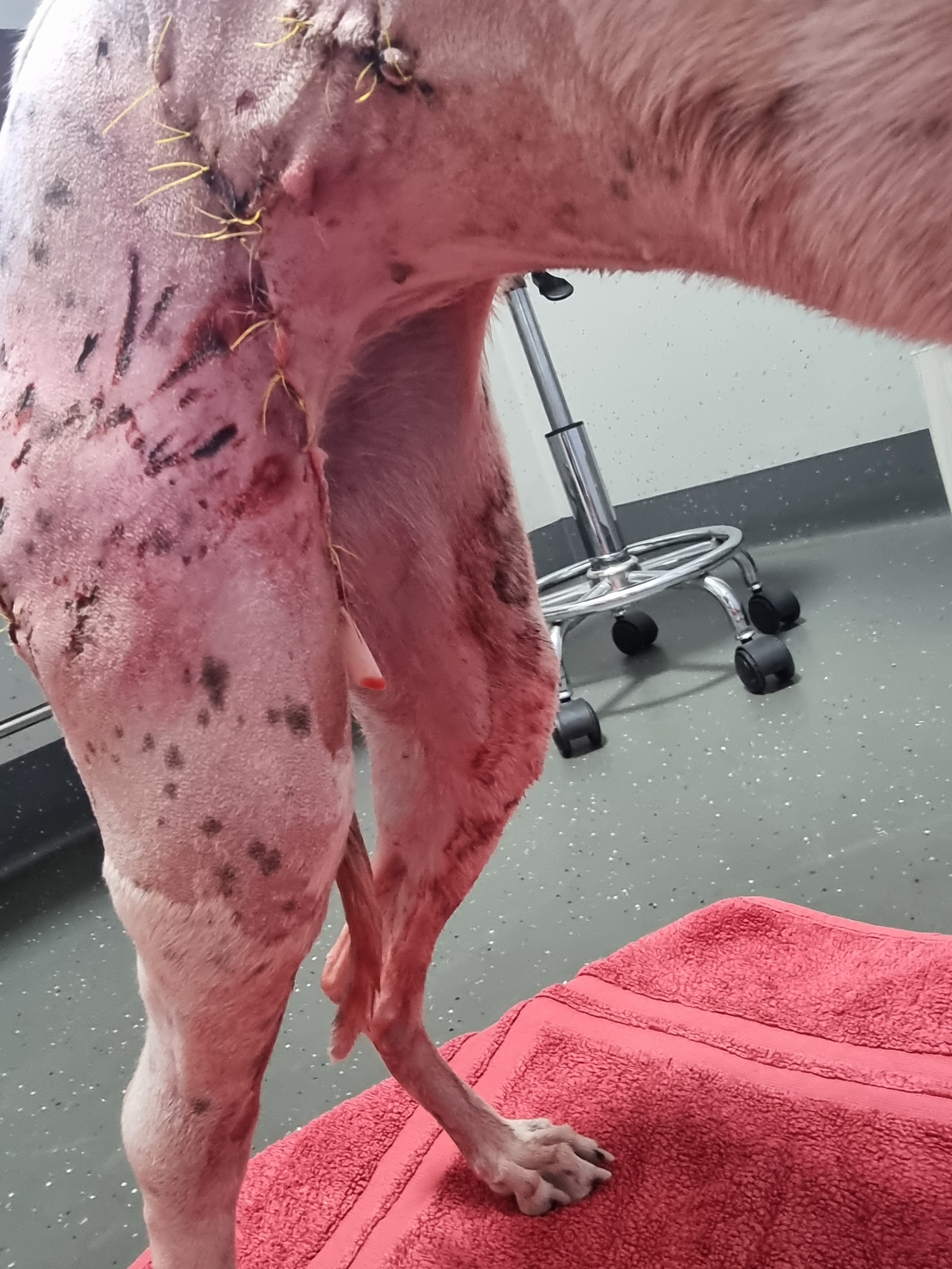 Fundraiser by Ayla Griffin : Help me pay for my baby's vet bill