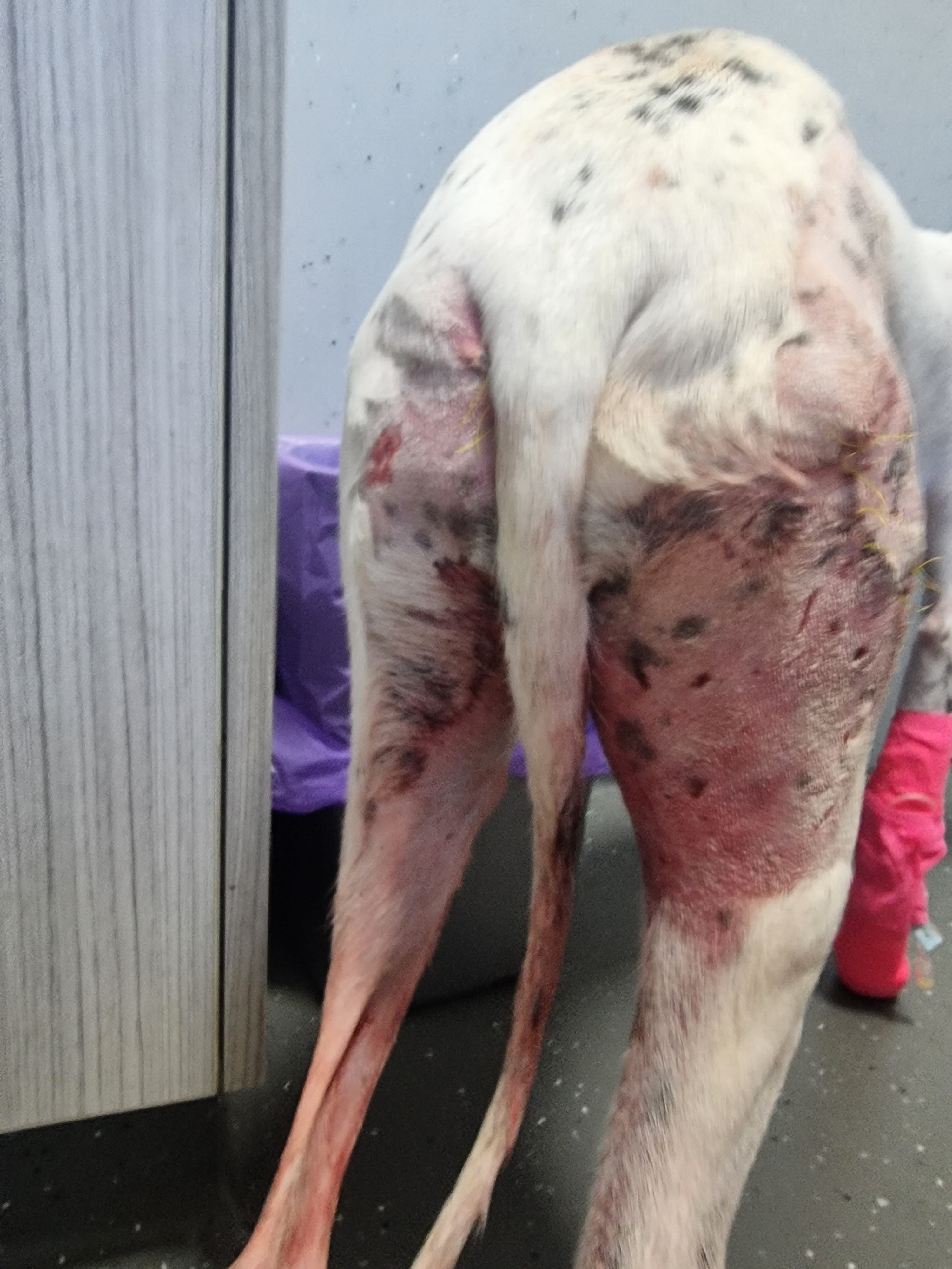 Fundraiser by Ayla Griffin : Help me pay for my baby's vet bill