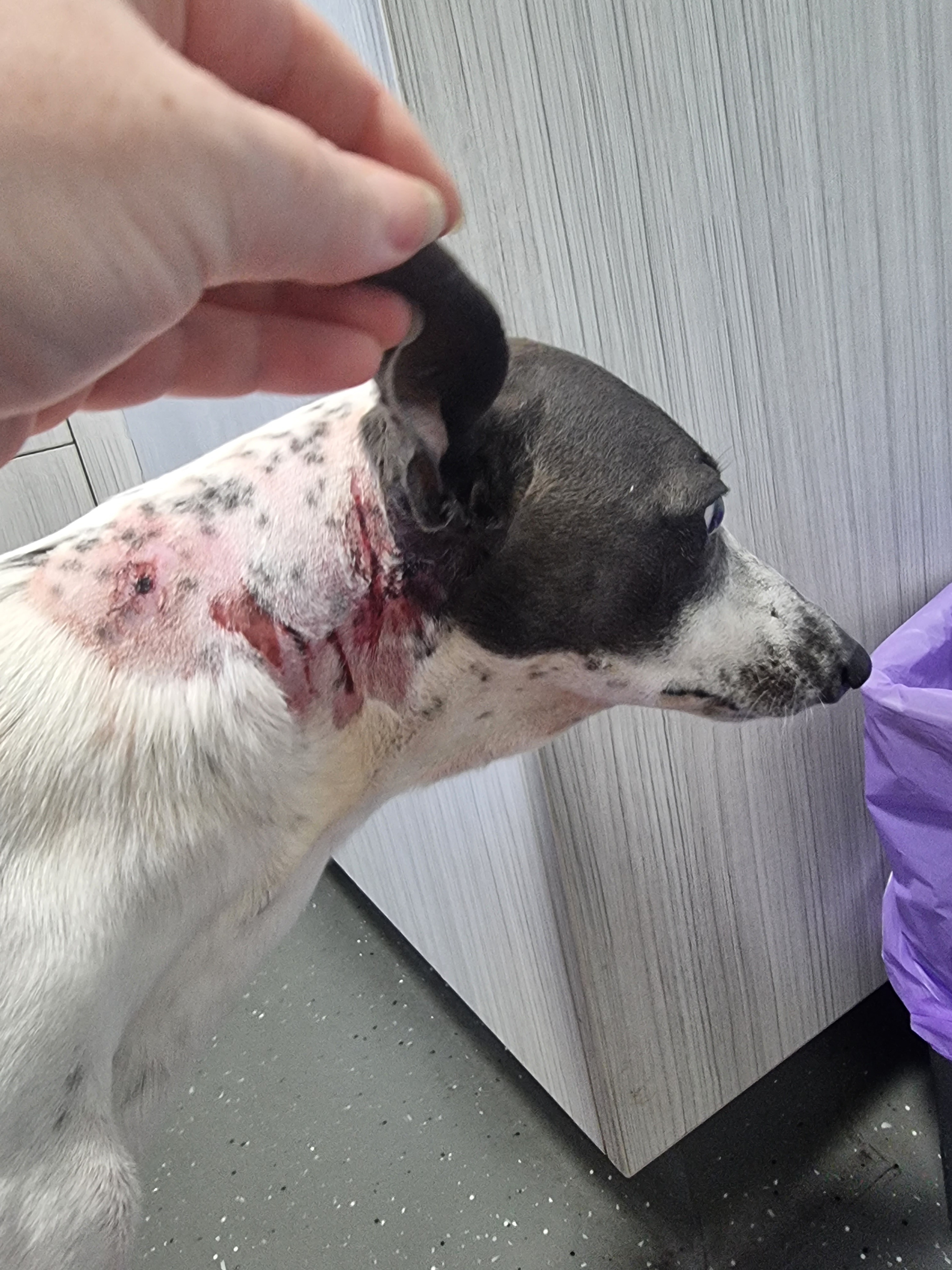 Fundraiser by Ayla Griffin : Help me pay for my baby's vet bill