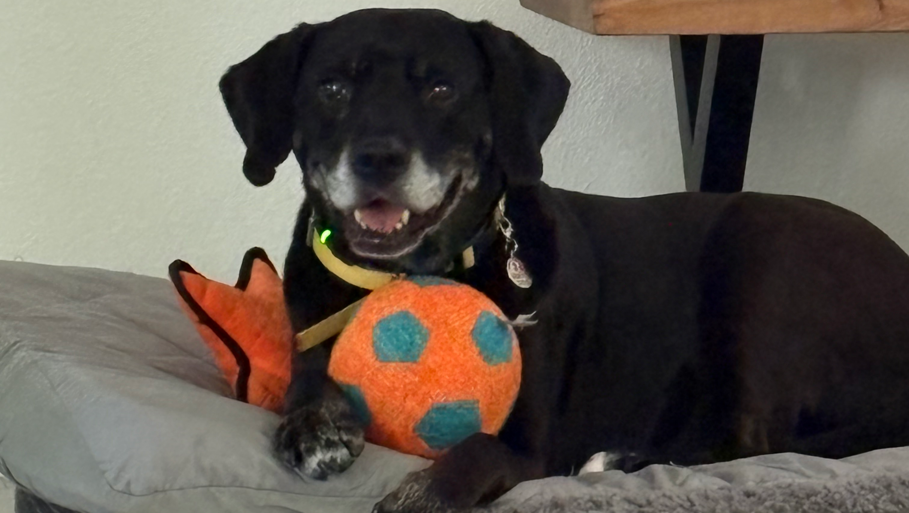 Fundraiser by Kaitlin Leggins : Support Penelope's Battle Against Cancer