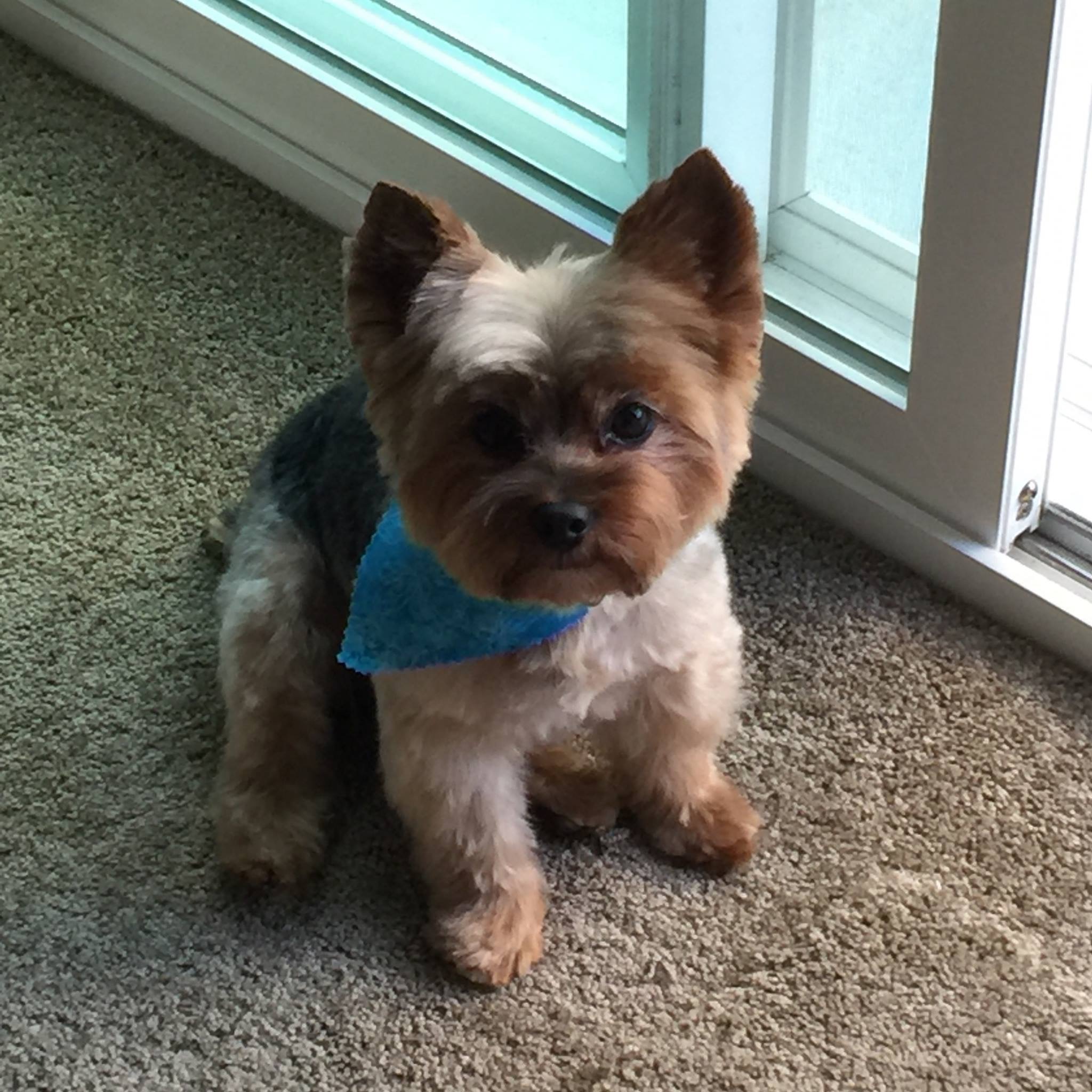 Fundraiser by Scott Greene : Help Bentley Cross the Rainbow Bridge