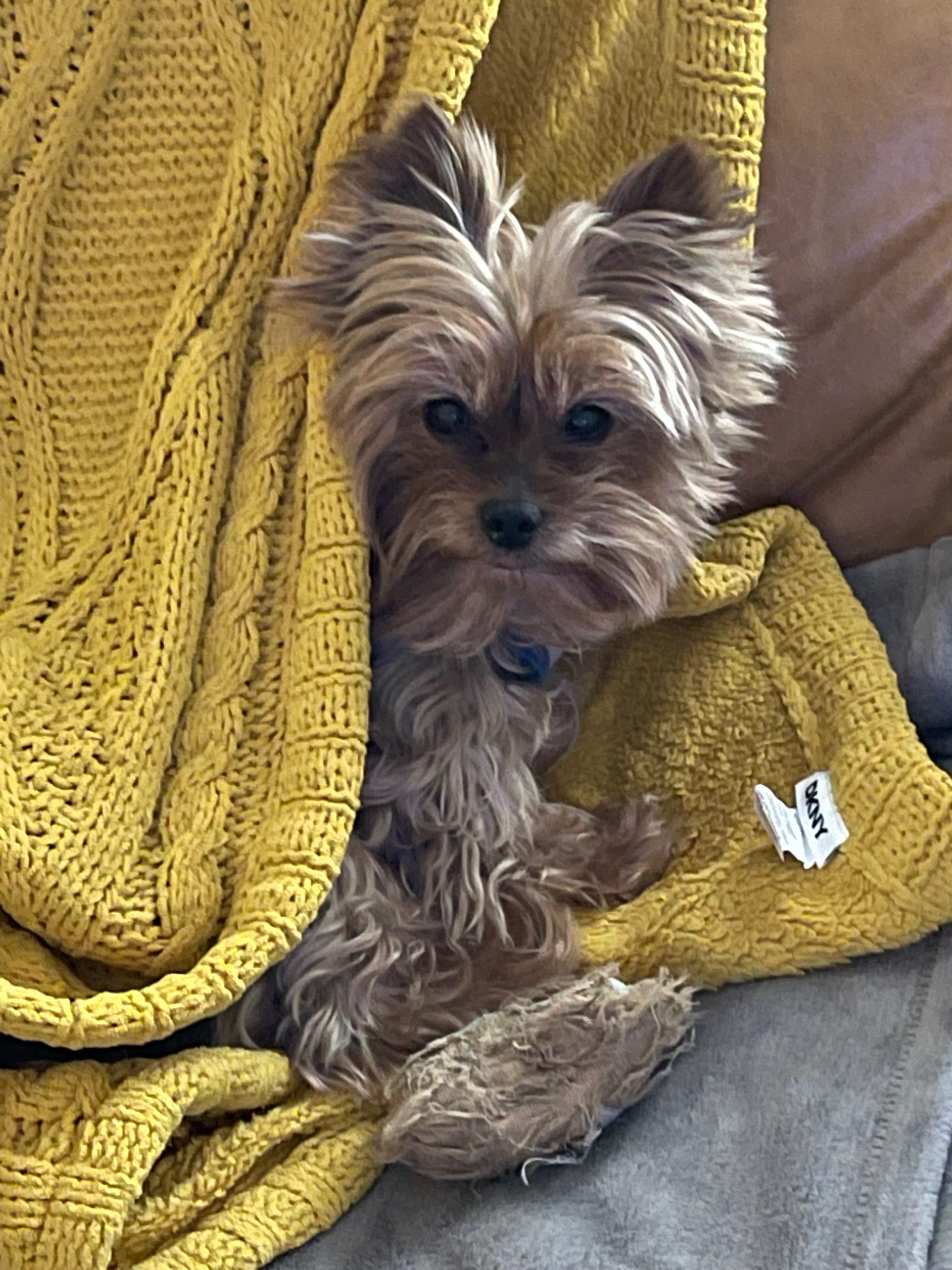 Fundraiser by Scott Greene : Help Bentley Cross the Rainbow Bridge