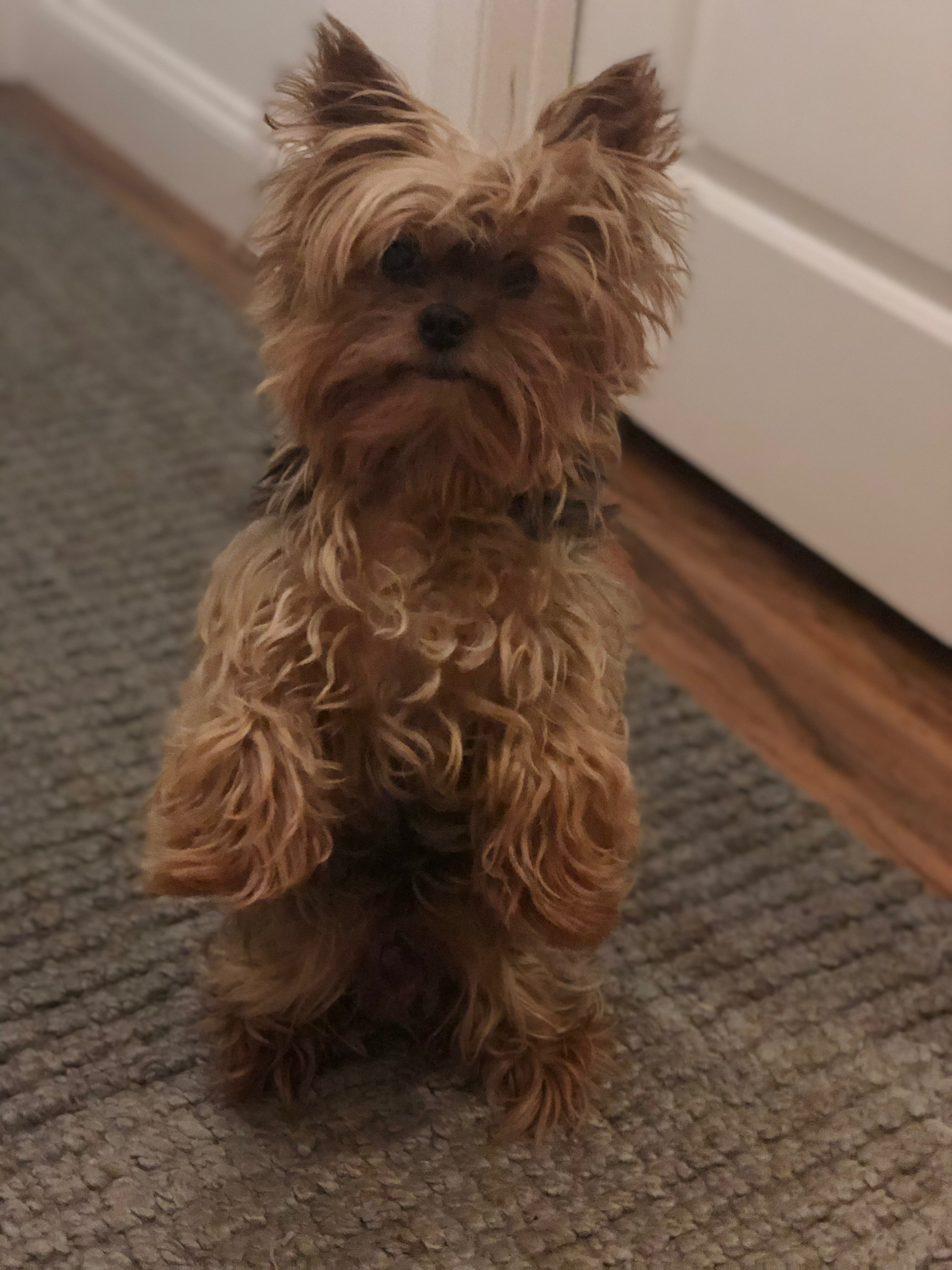 Fundraiser by Scott Greene : Help Bentley Cross the Rainbow Bridge