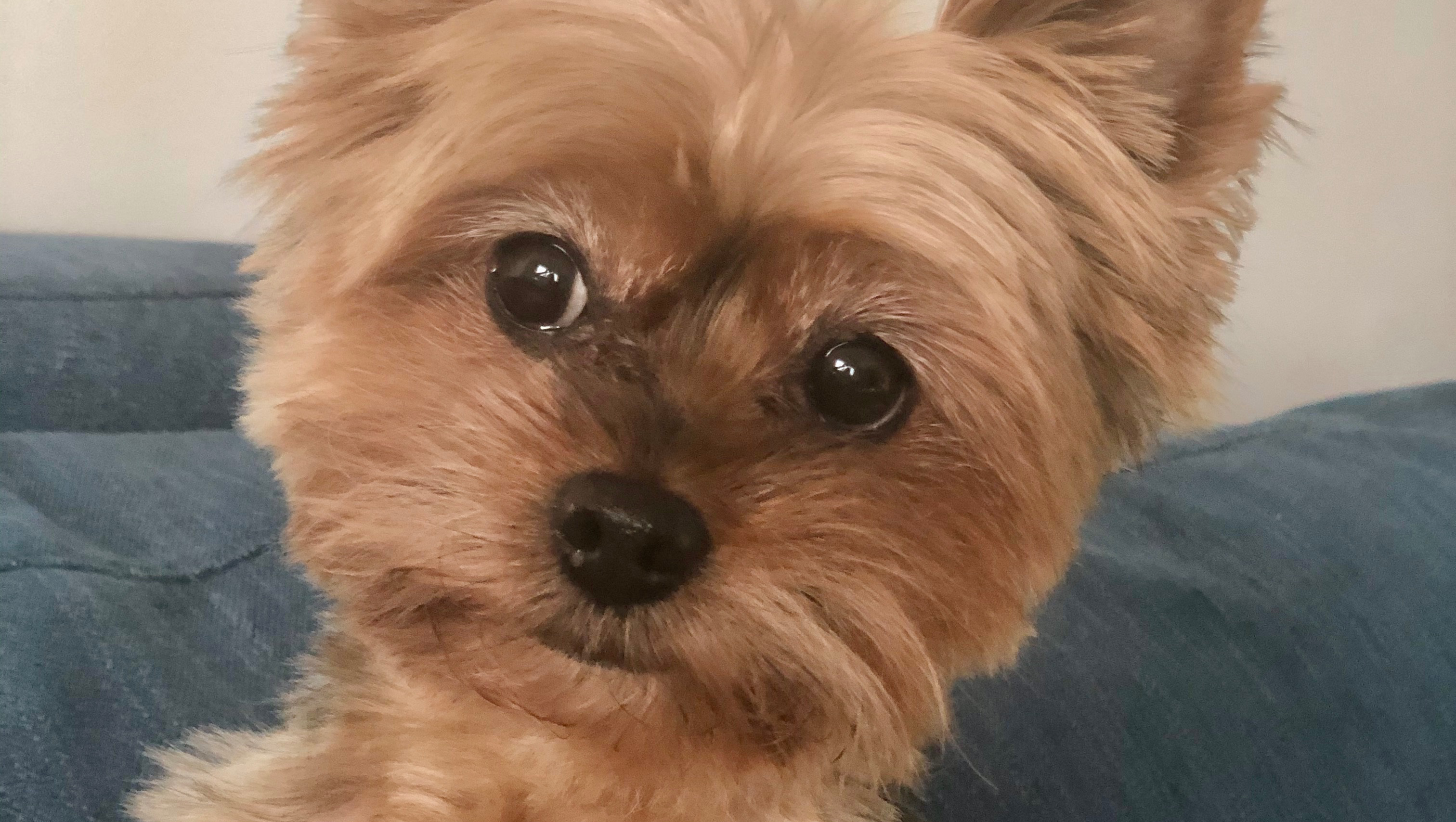 Fundraiser by Scott Greene : Help Bentley Cross the Rainbow Bridge