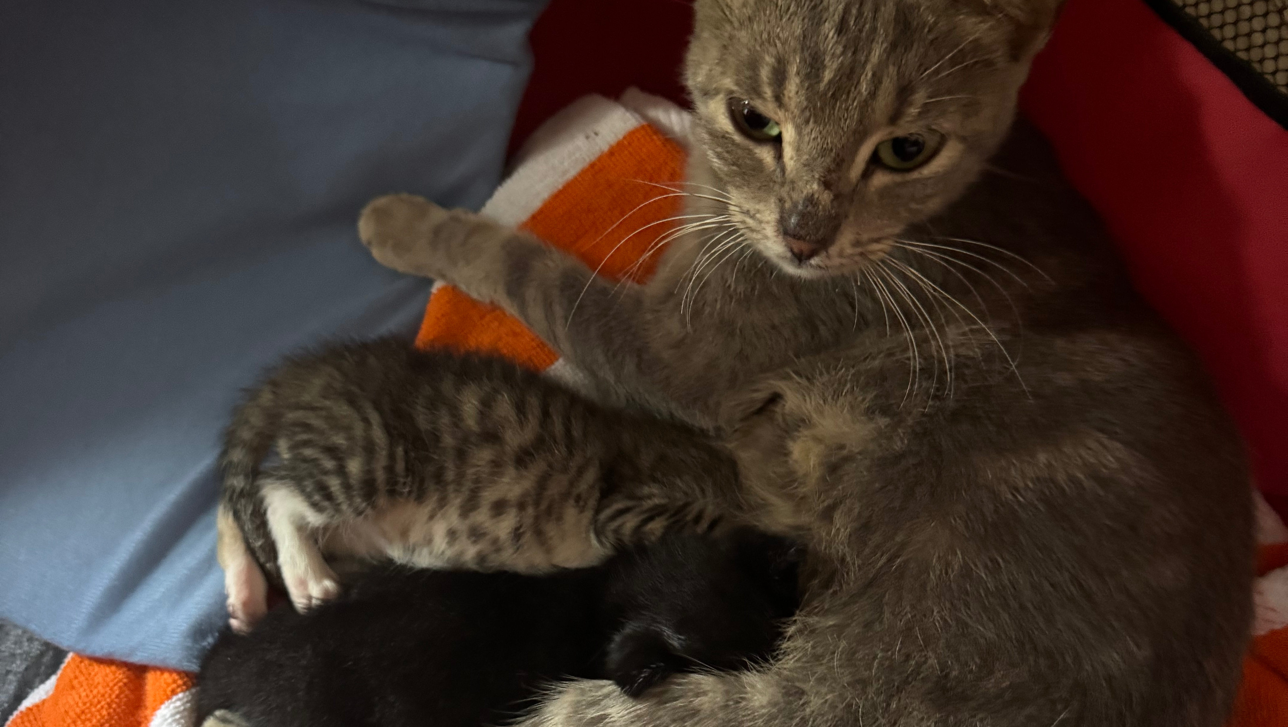 Fundraiser by Camy Clark : Donate for Mama Cat's Vet Visit