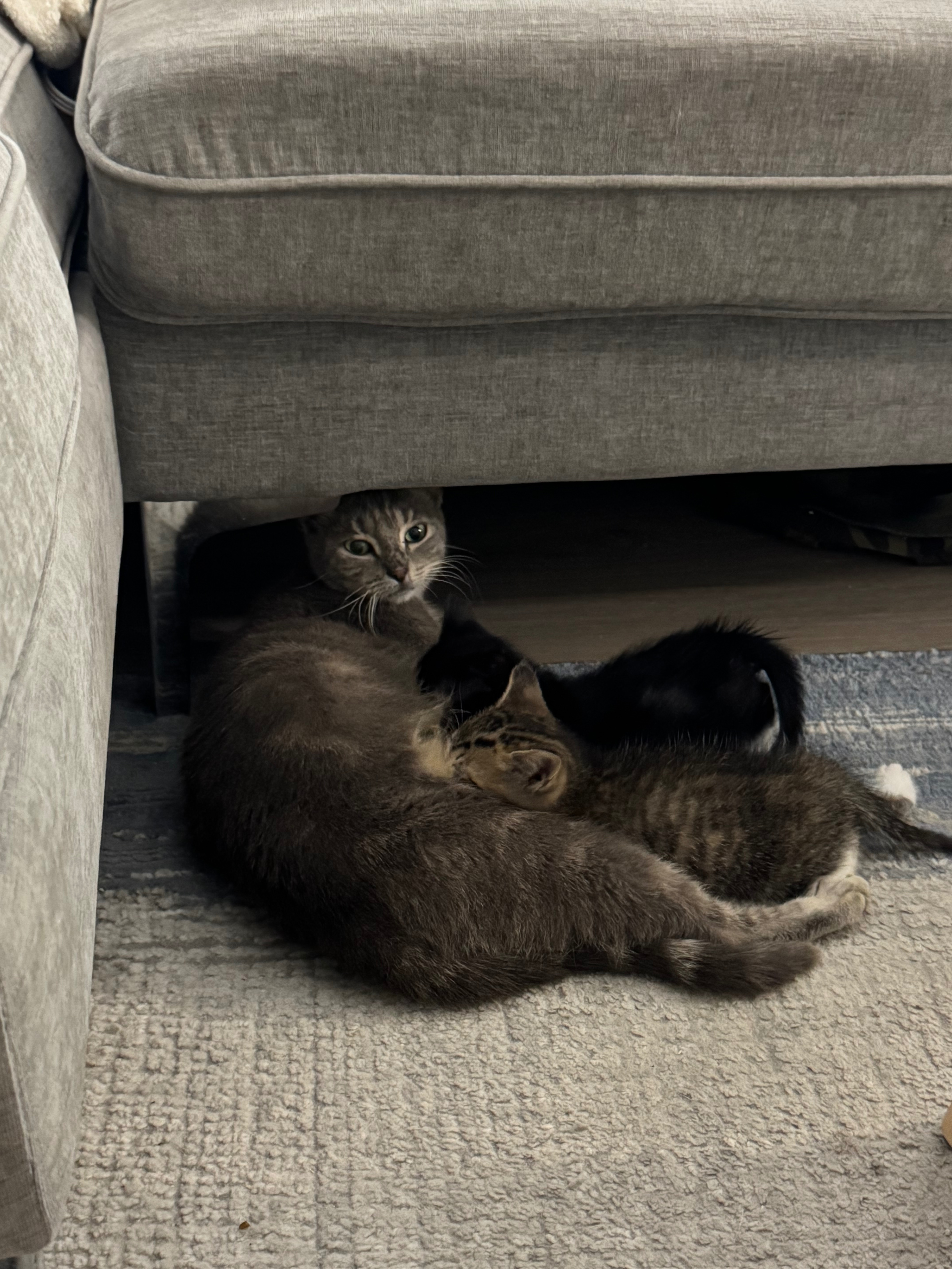 Fundraiser by Camy Clark : Donate for Mama Cat's Vet Visit