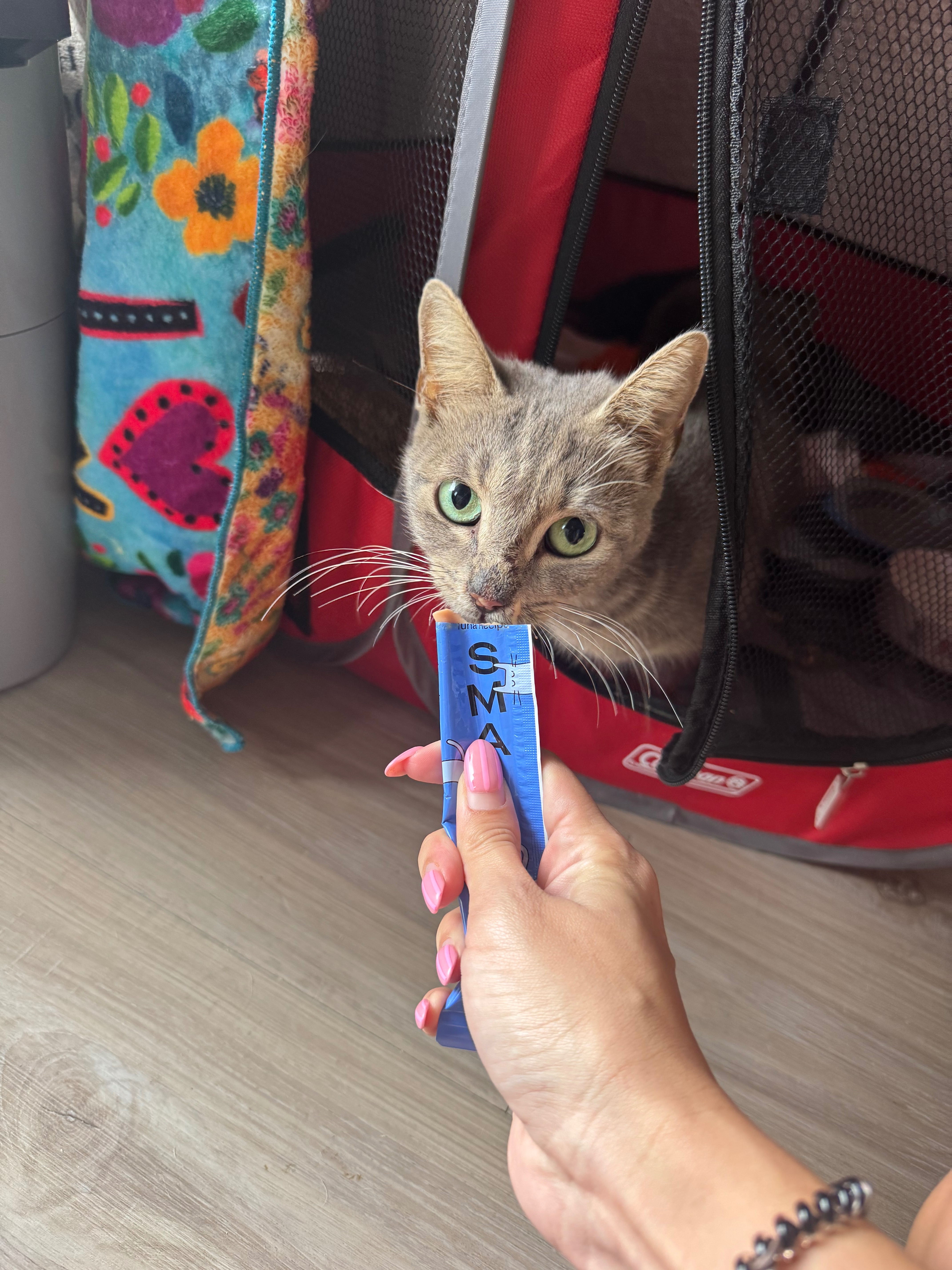 Fundraiser by Camy Clark : Donate for Mama Cat's Vet Visit