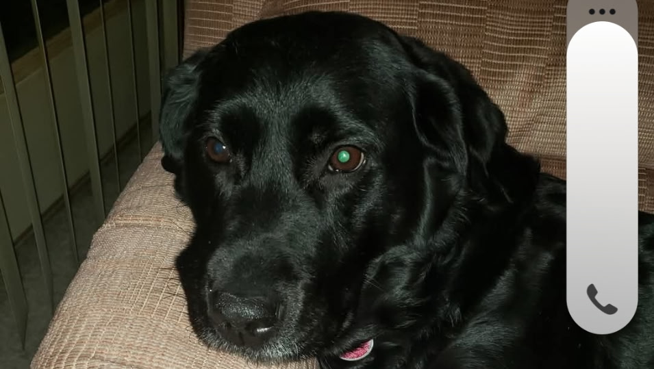 Fundraiser by Charles Coniglio : Help Us Cremate Our Beloved Dog Harley