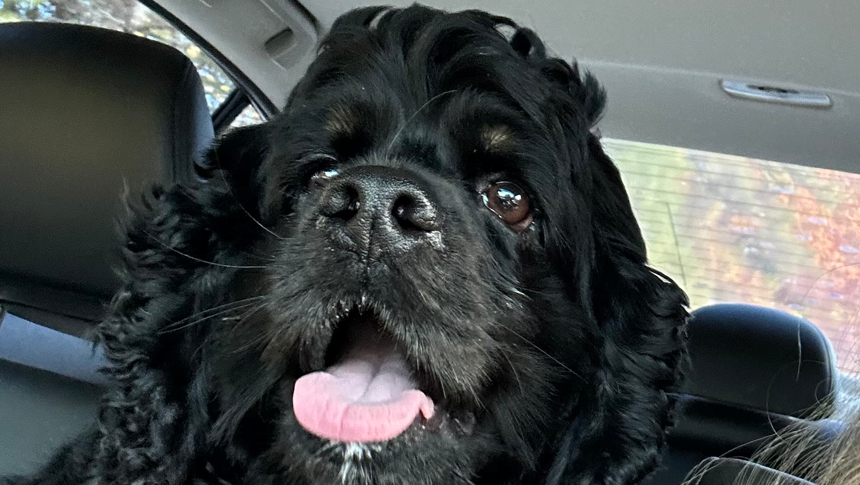 Fundraiser by Melissa Pizor : Support Ryder's Journey to Health and Calm