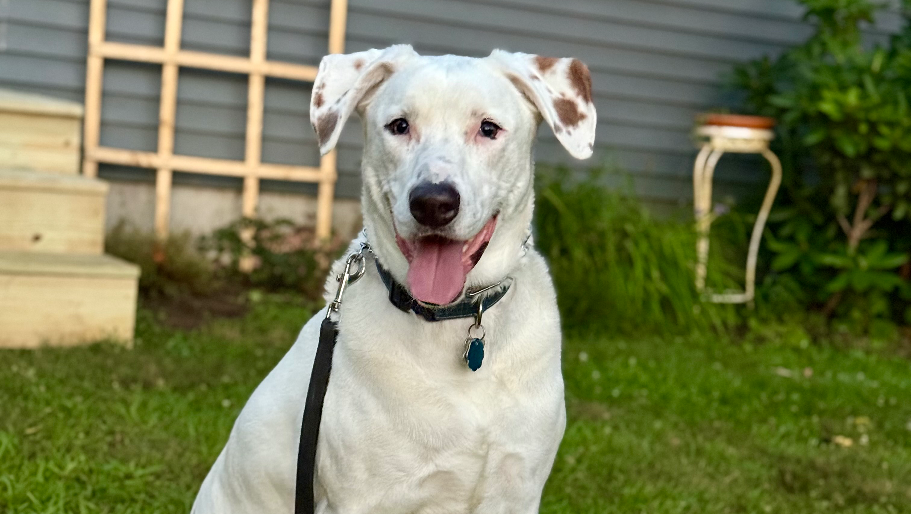Fundraiser by Jessica Doleszny : Benson’s Knee Surgery