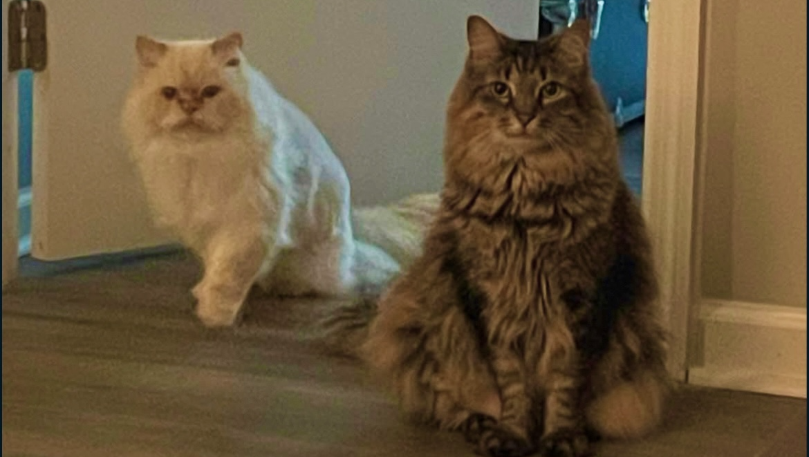 Fundraiser by Kieran Eustace : Help Kieran Provide for Wally and Marlin