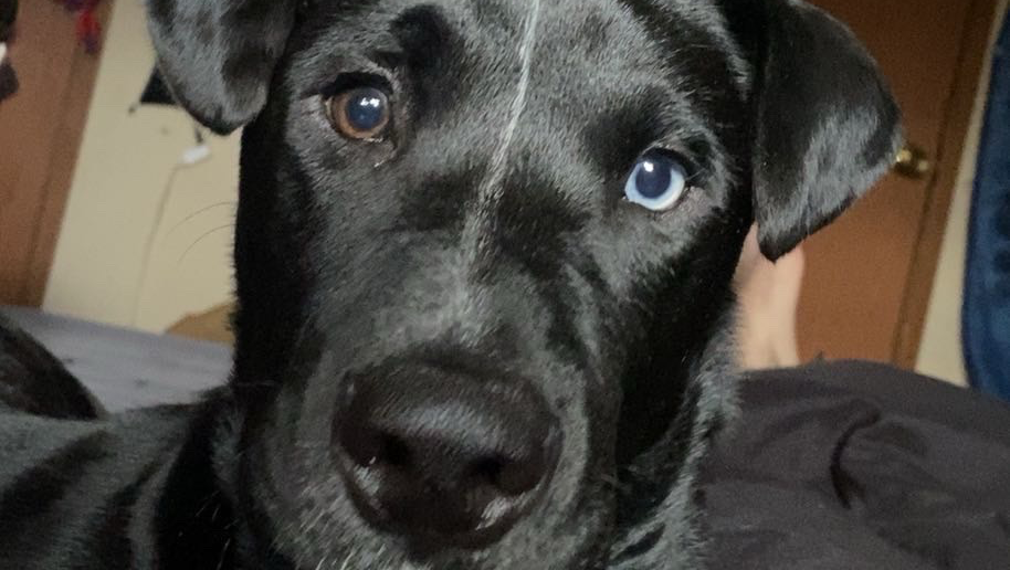 Fundraiser by Skylar Nelson : Help Rome Recover from Emergency Surgery