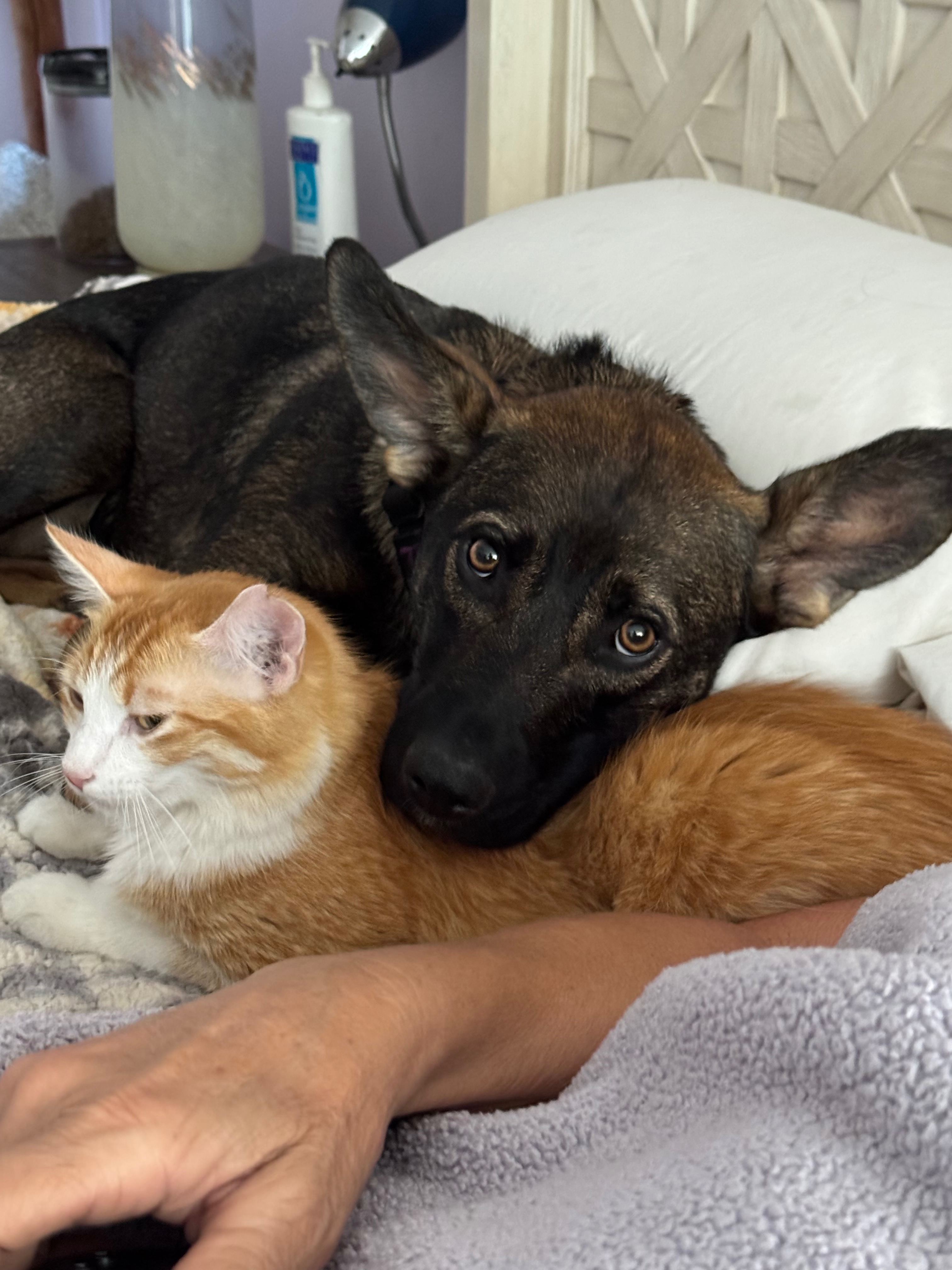 Fundraiser by Launa Weishaar : Help Pepper Heal: Support Her Amputation ...