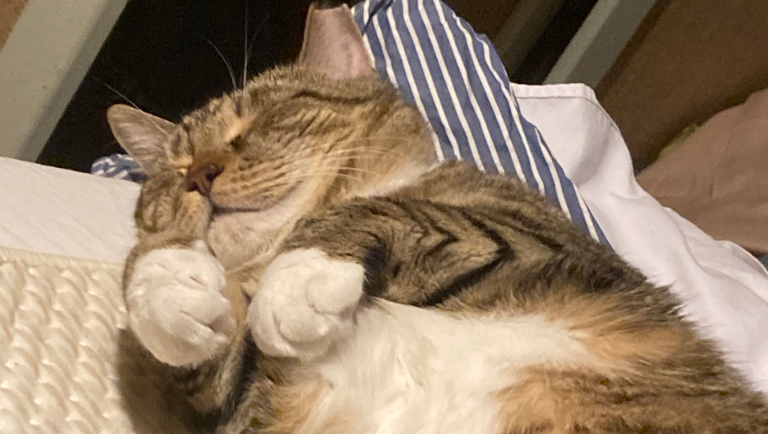 Fundraiser by Max Frank : Help Greg the Cat (and his parents) Recover ...