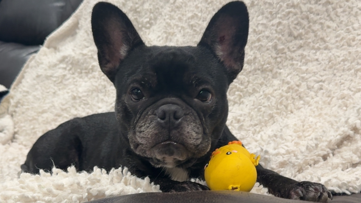 Fundraiser by Saibra Henry : Support Finley's medical bills