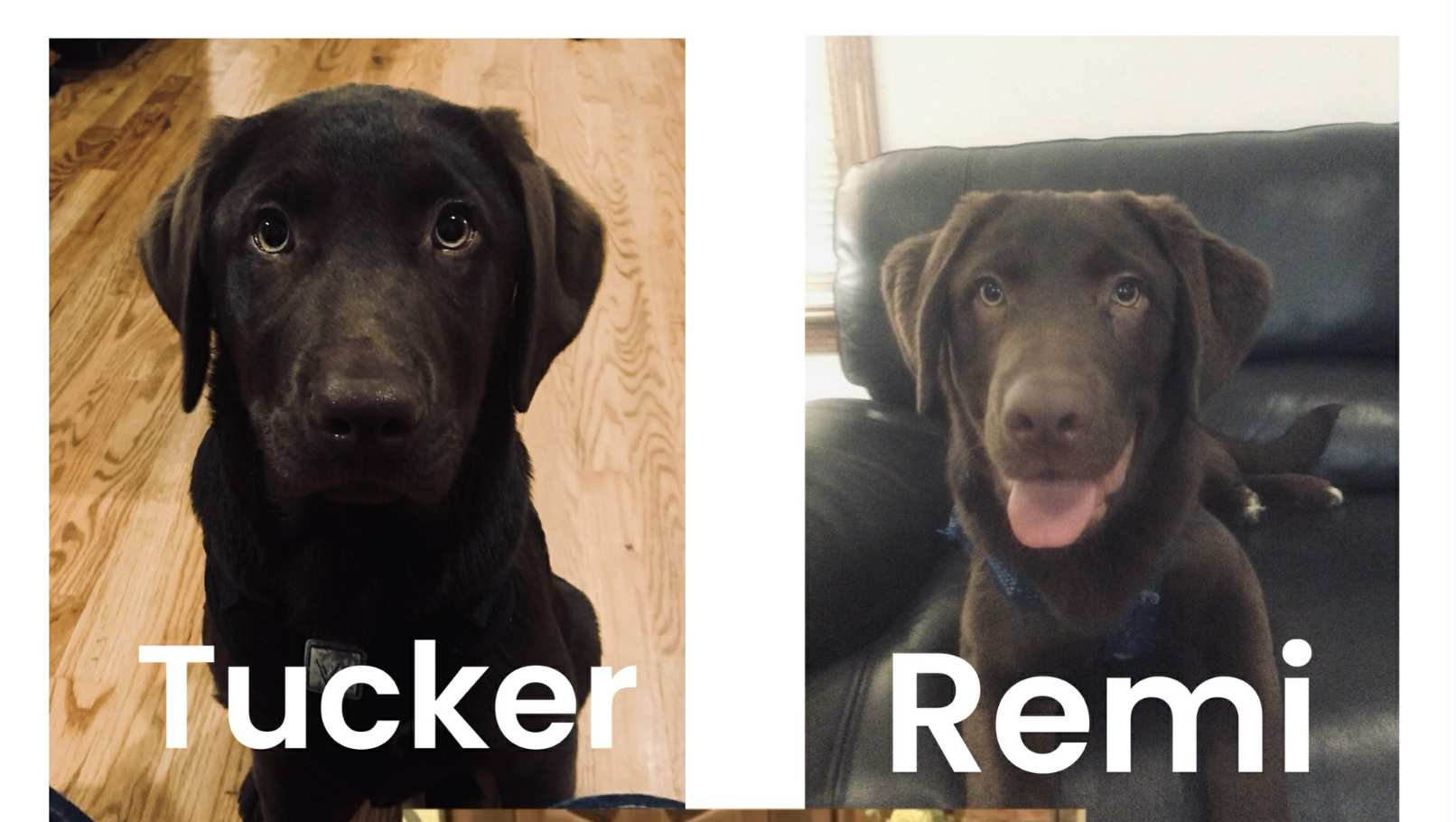 Fundraiser for Tracy Childers by Summer Carver : Save Remi & Tucker ...