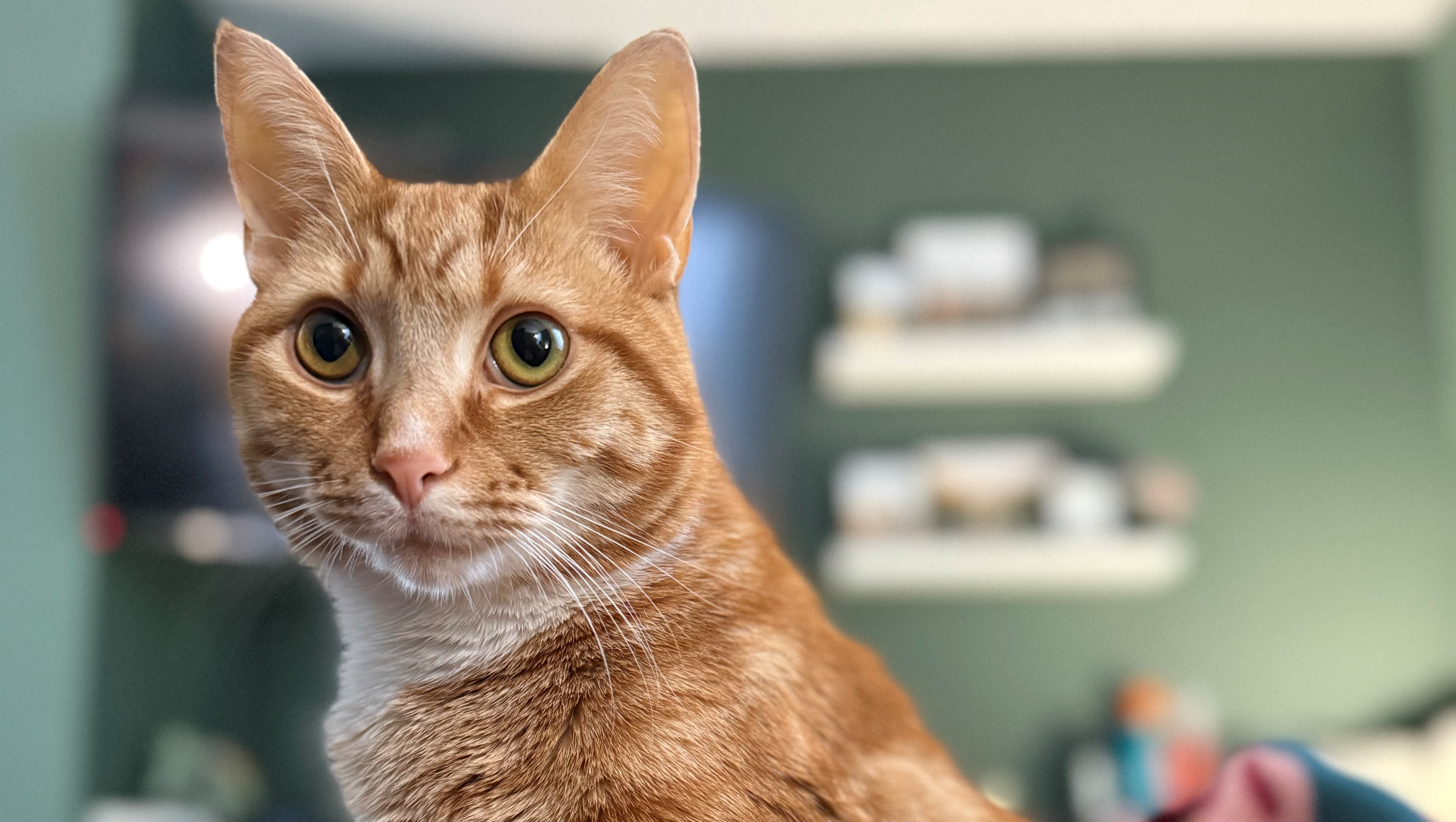 Fundraiser by Starr-Anna Patterson : Urgent Care for Toby: Starr-Anna's ...