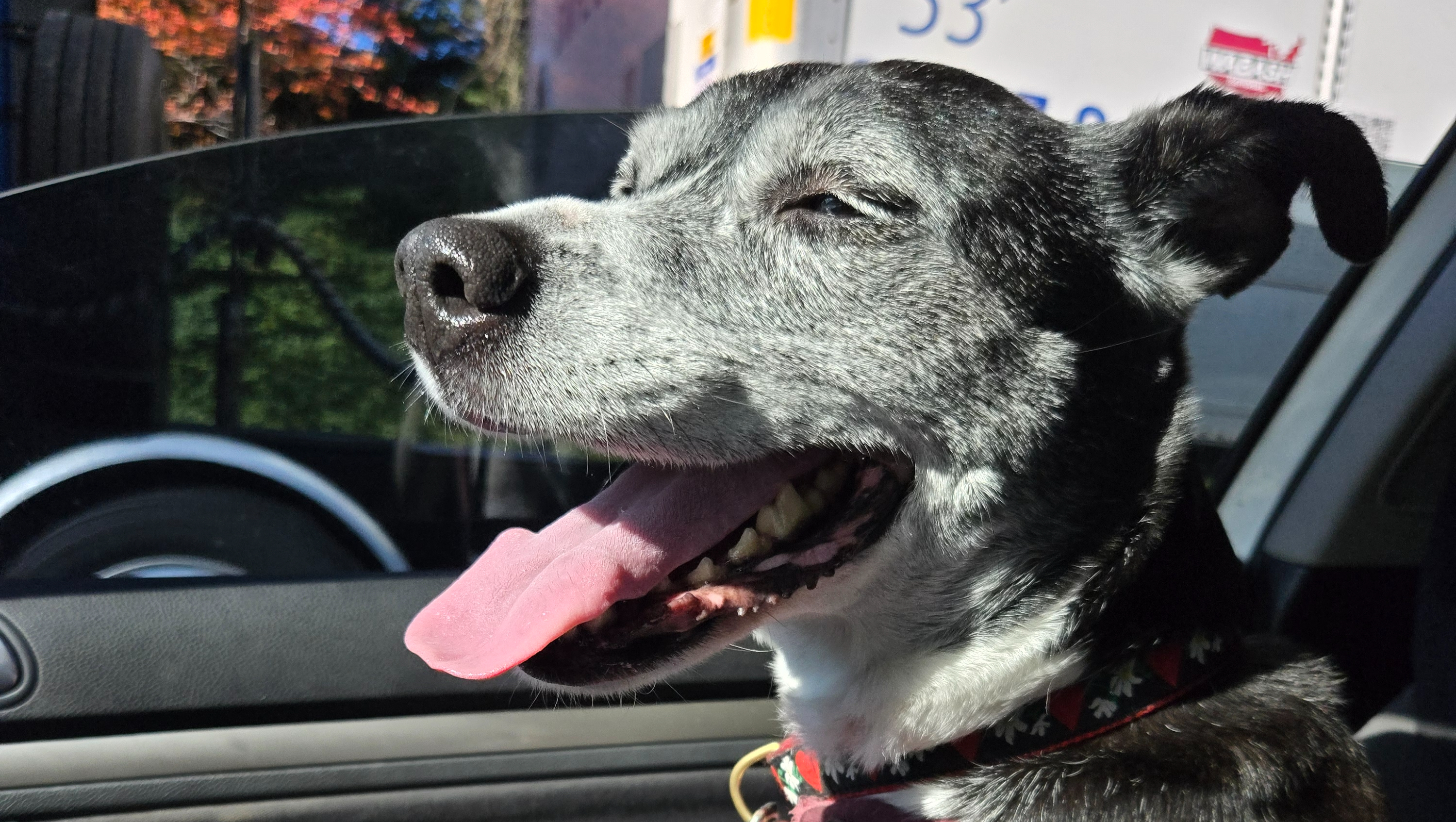 Fundraiser by Johannes De'Eldred : Scully Dogs Memorial Fund