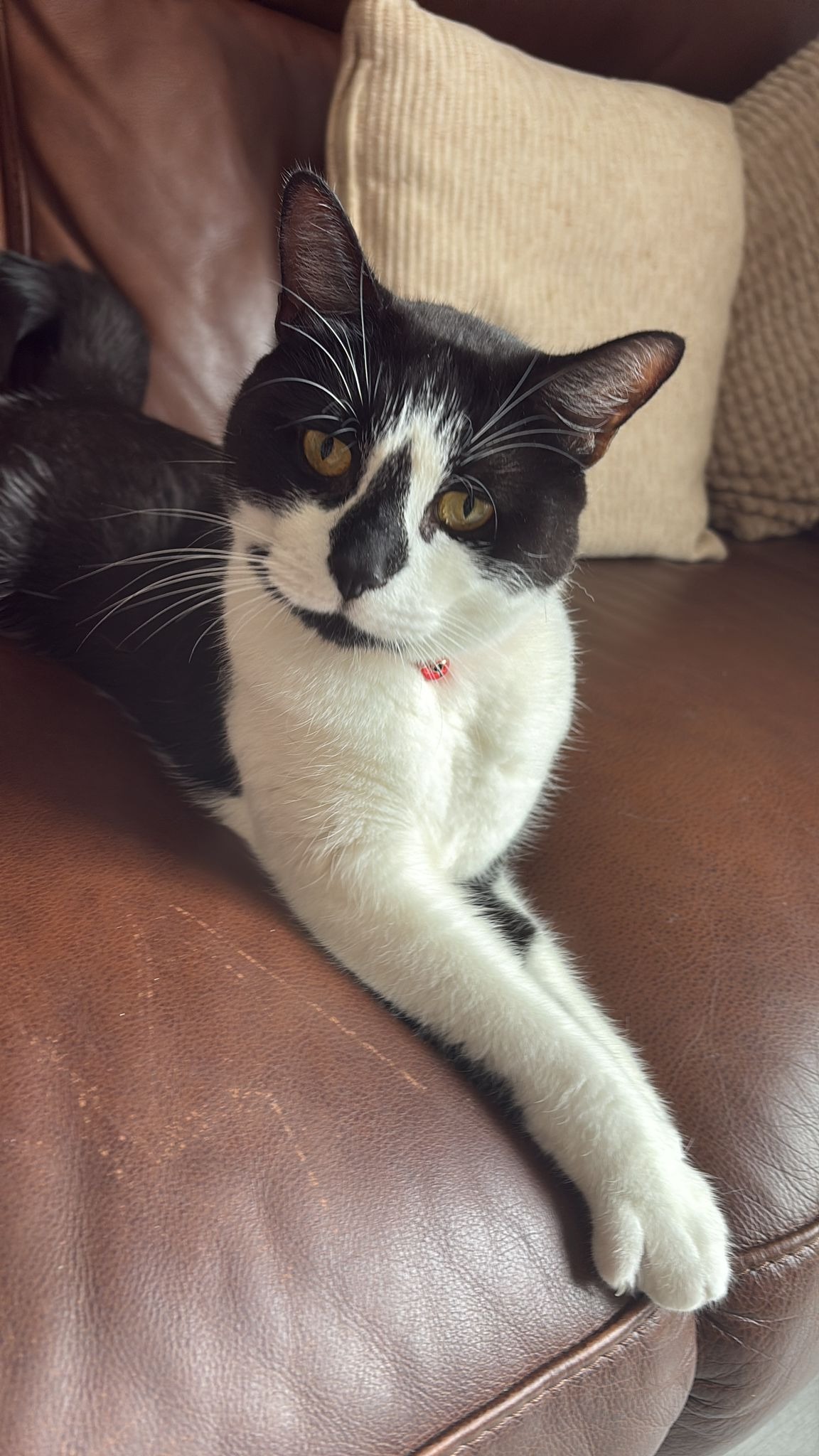 Fundraiser by Sabrina Pannell : Dave a precious cat