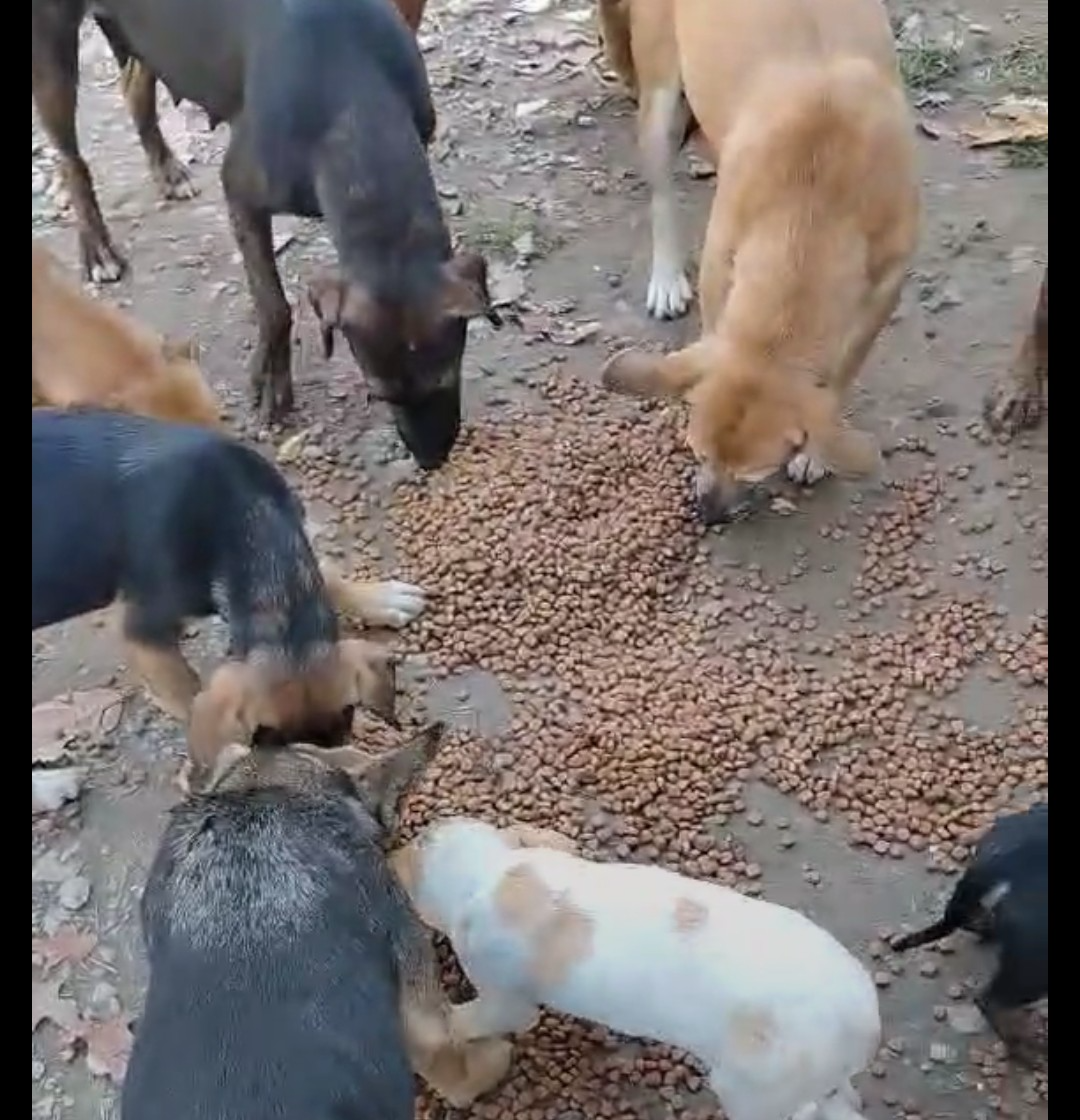 Fundraiser by Cara Bacon : Support Cara's mission to save 32 more strays