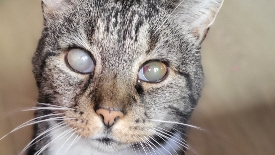Fundraiser for Raychel DAY by Jeanette Barr : Our dear cat Moi moi ...