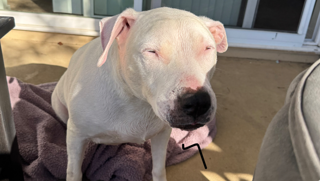 Fundraiser by Tiffany Forrest : Support Bella's Recovery from Ear Hematoma