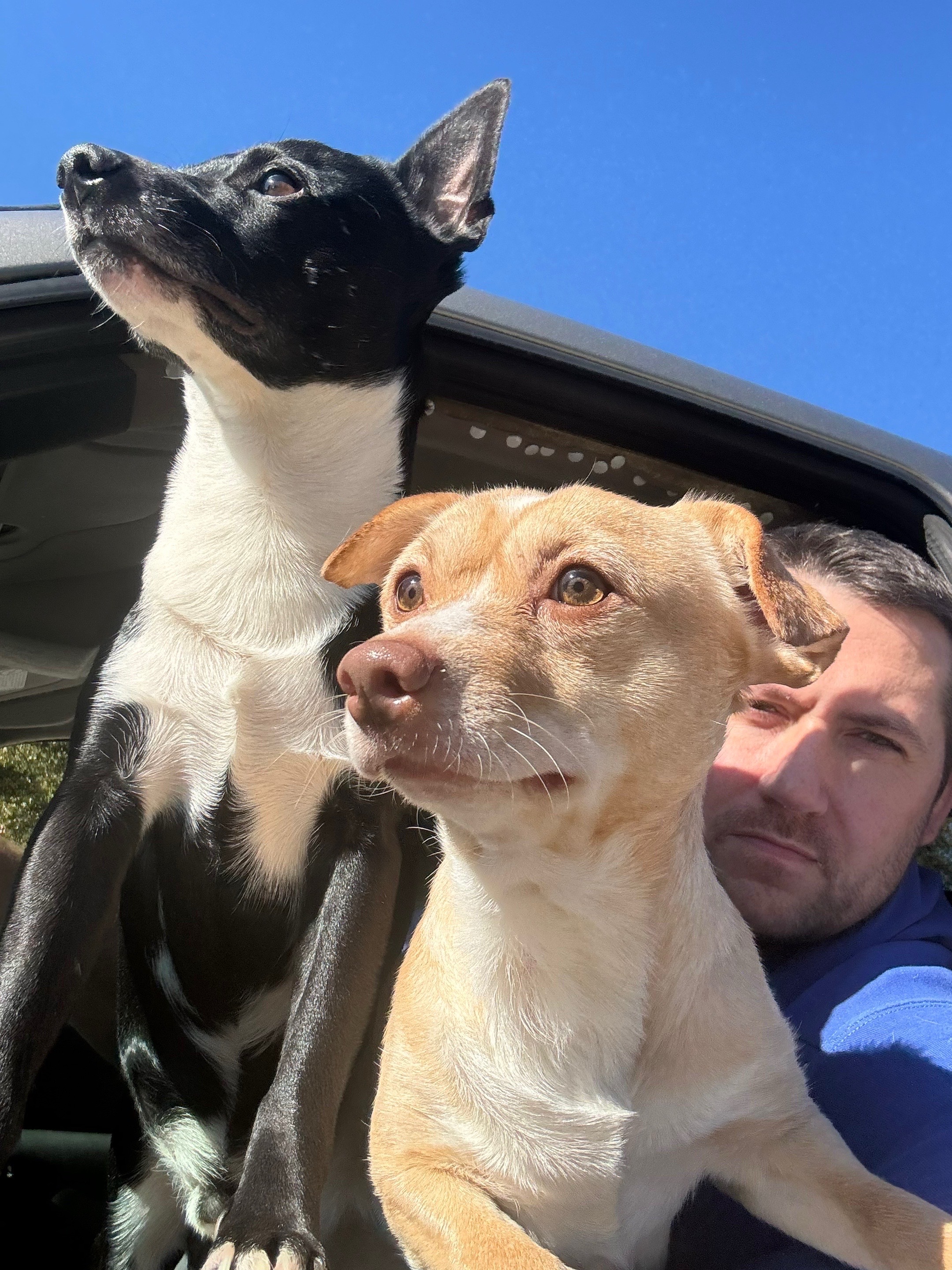 Fundraiser by Brian Schroeder : Prayers Brian & dogs need place and car ...